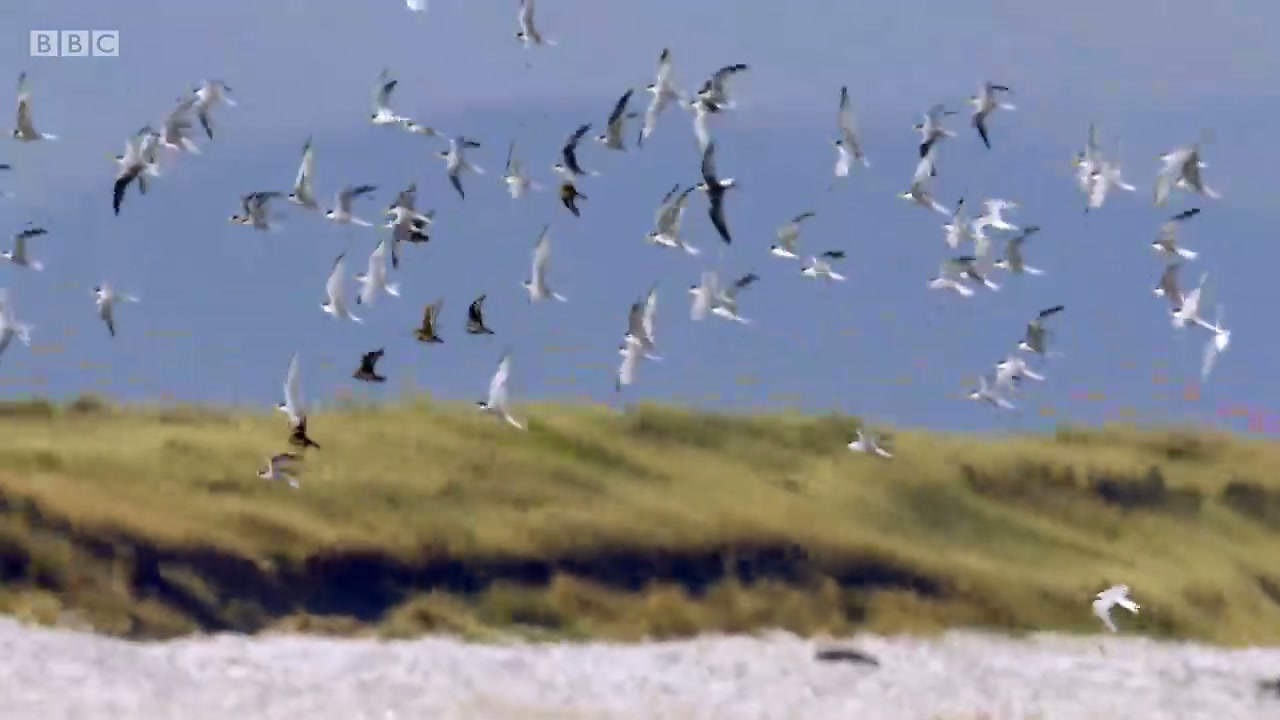 350 birds make up Wales'slast breeding colony of this rare species ...