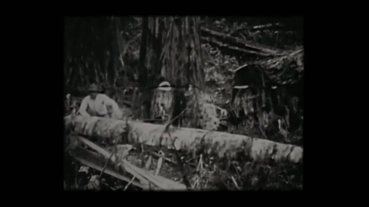 A hundred years later, 1970, 95 percent of all the originalredwoods had ...