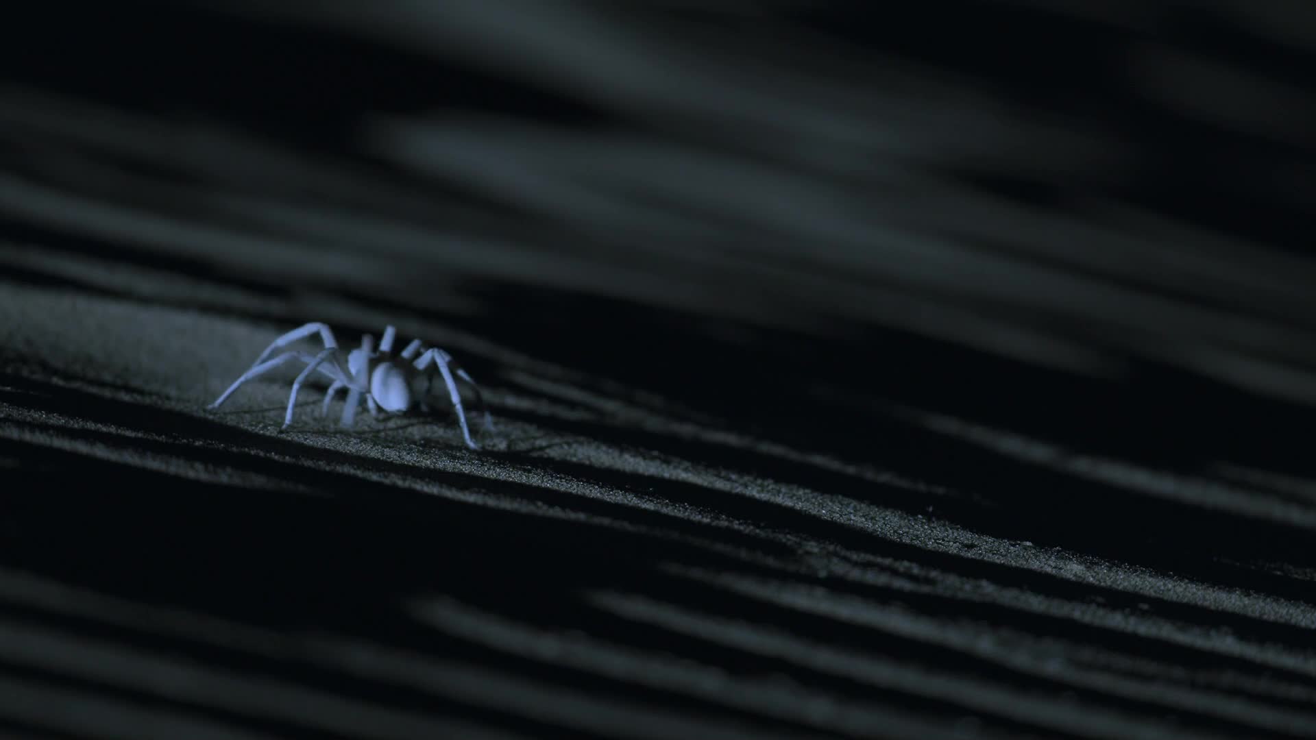A white lady spider. A gecko-hunter... with a deadly venomous bite ...