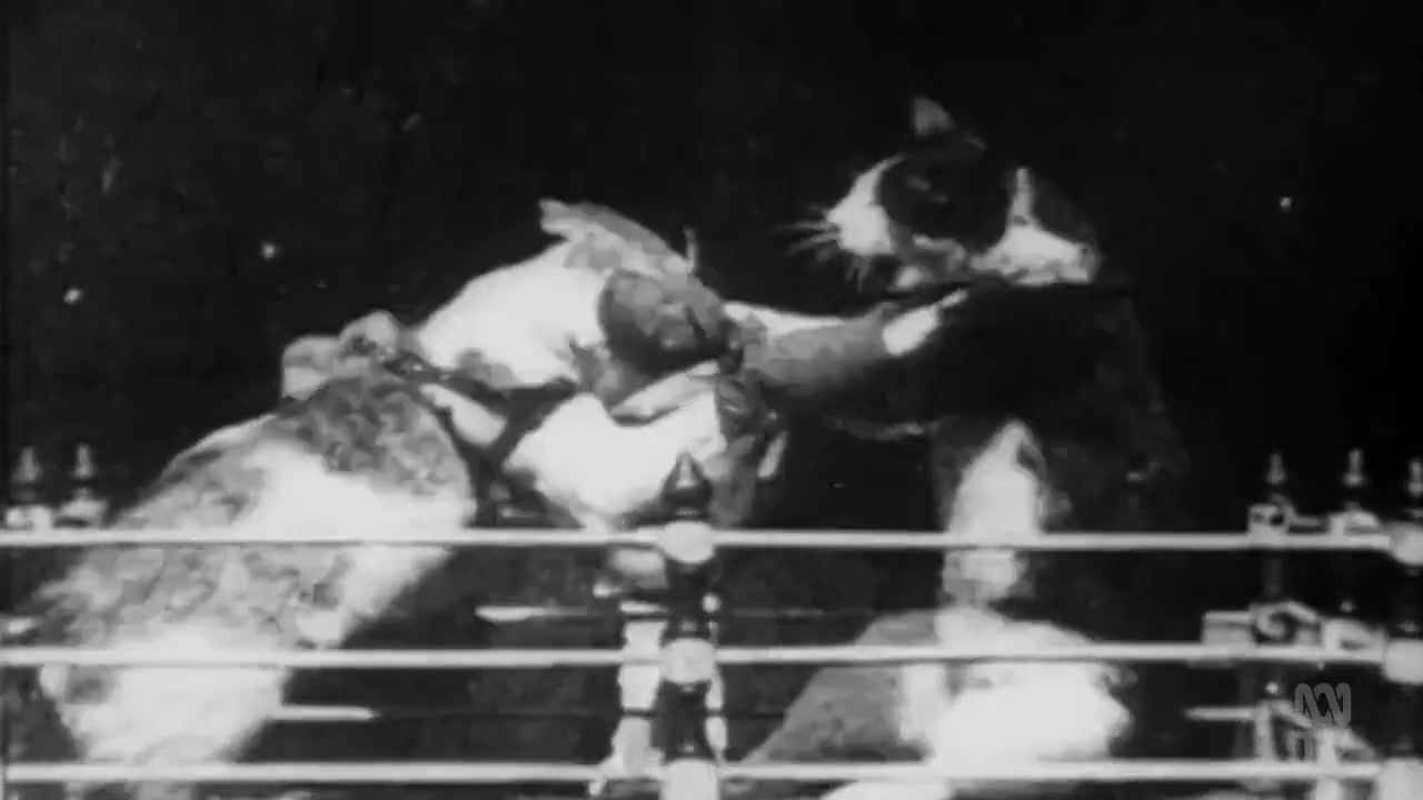 "And, yep, boxing cats." - Aussie Inventions That Changed The World quote