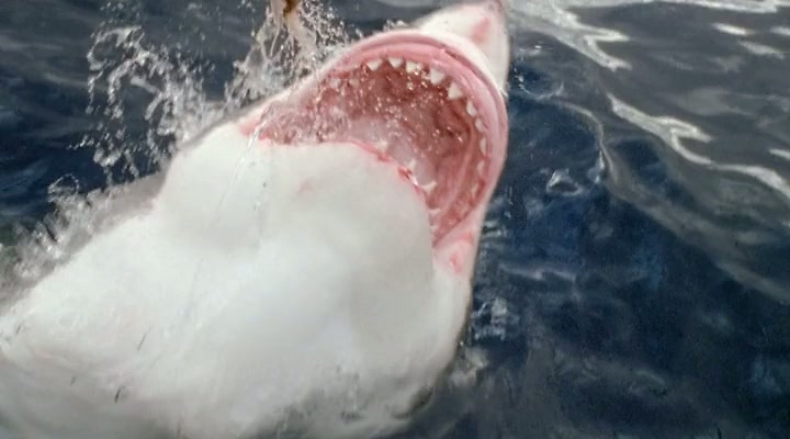 Armed with bacteria,and specialized bites, the big three sharksare ...
