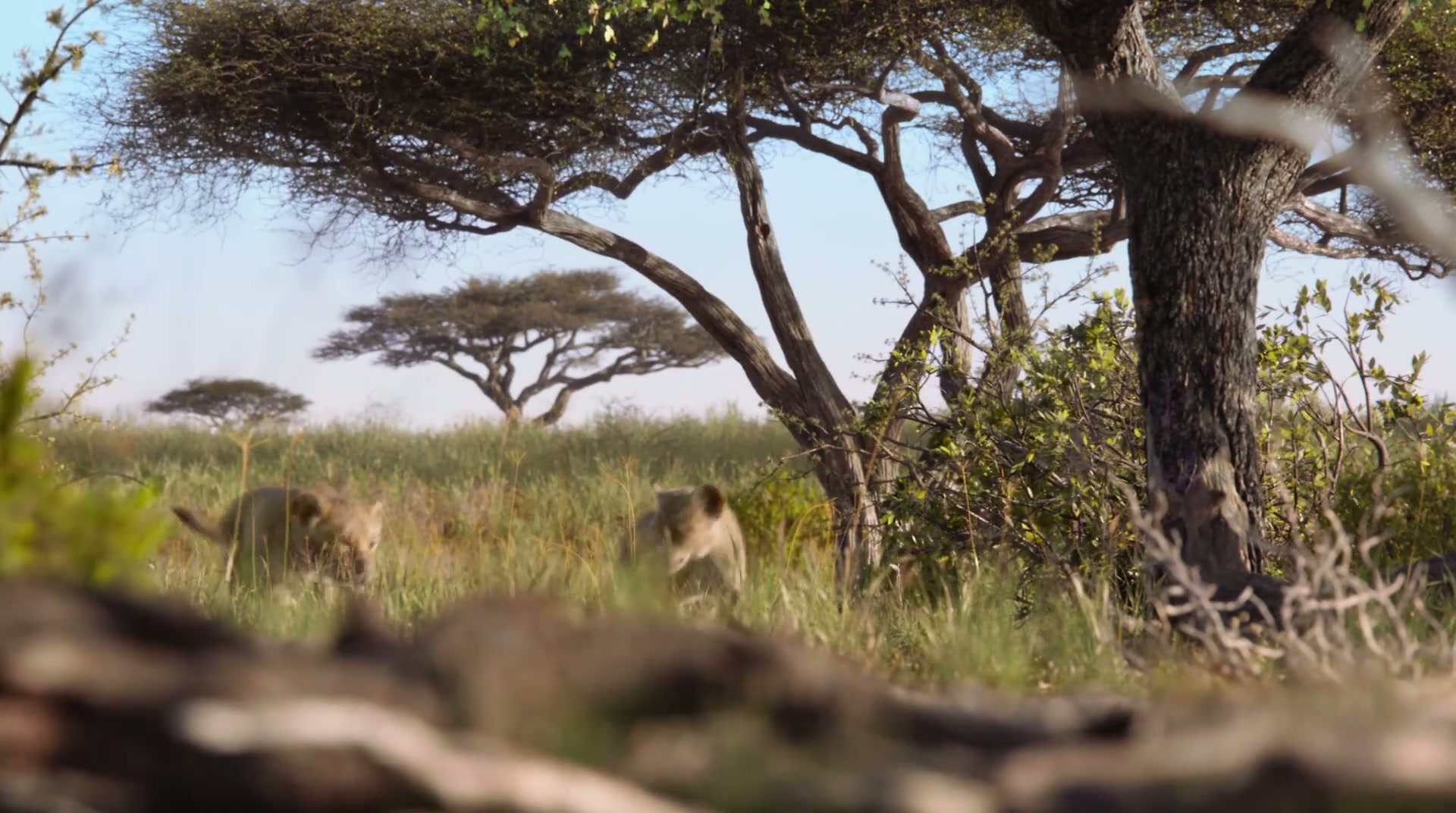 (BOTH LAUGHING) Simba, we really lost him. - The Lion King | Clip.Cafe