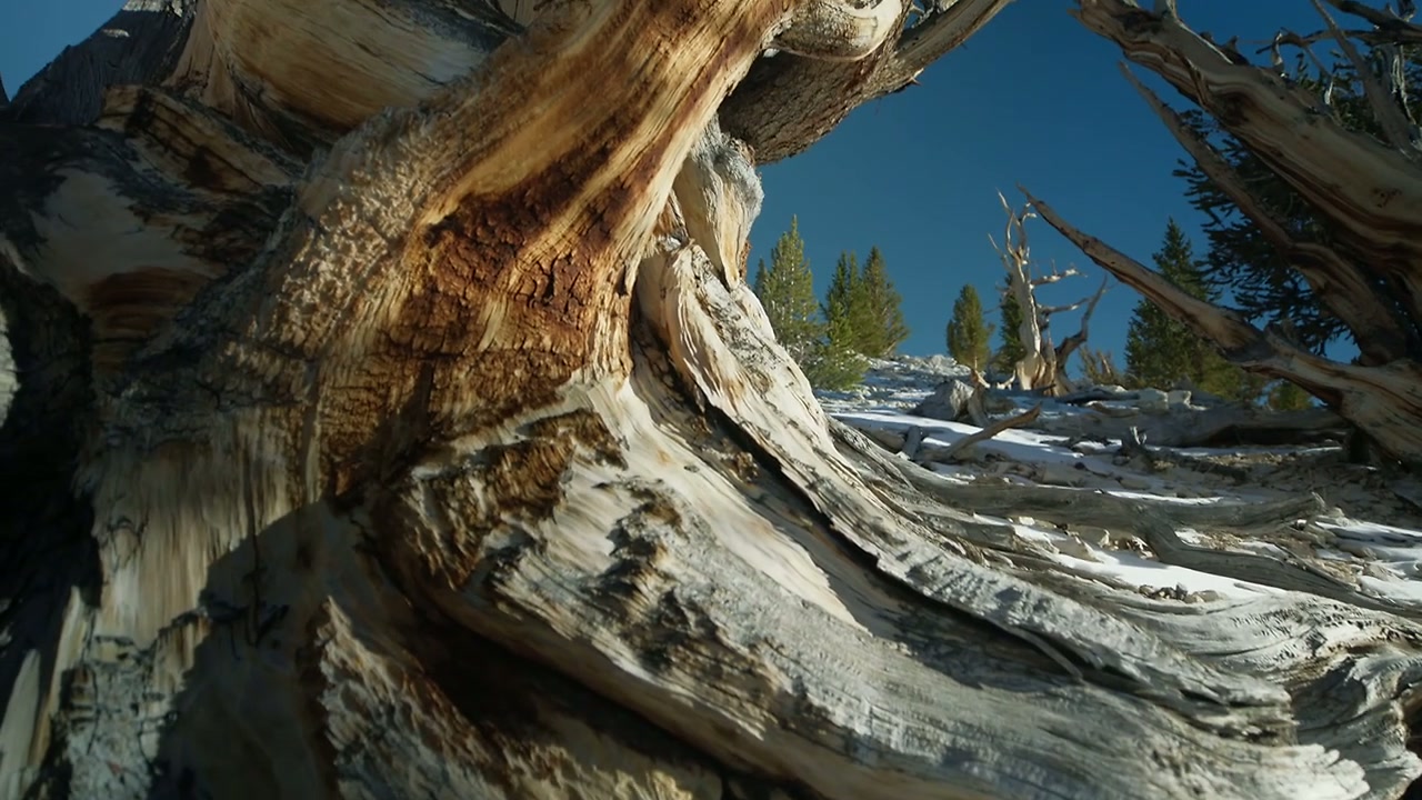 "Bristlecone pines, as the oldest livingthing on earth, they're almost ...