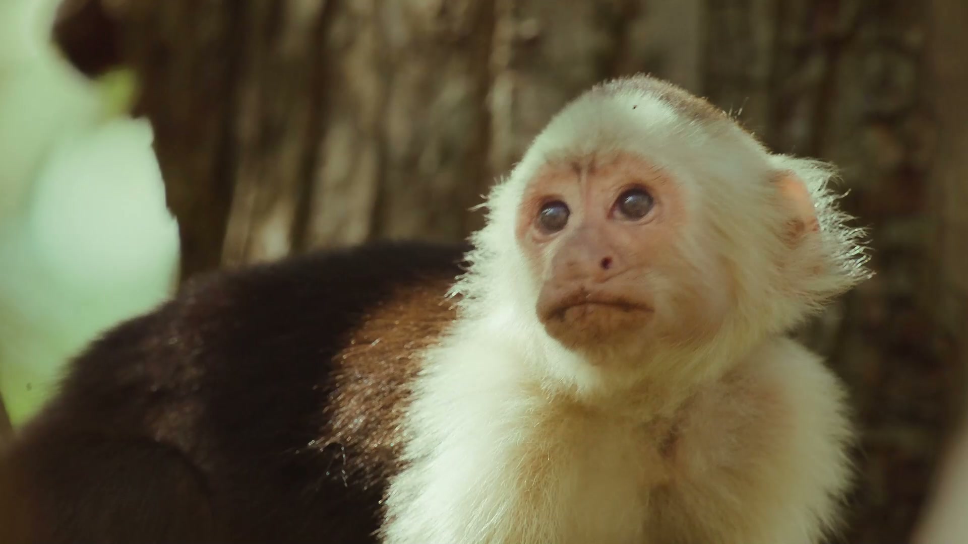 Capuchins really mustpick their friends wisely. - The Secret Lives of ...