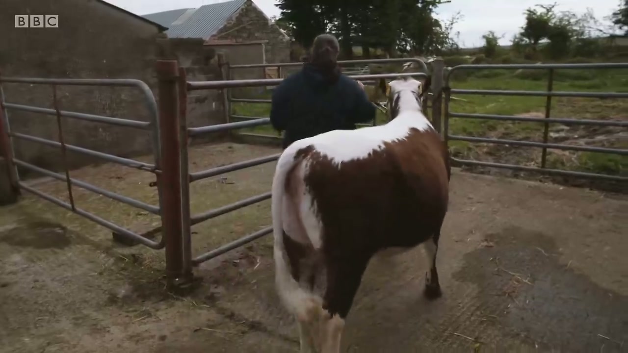 "Daisy is an Irish Moiled, a rarebreed producing beef and milk. I'd ...
