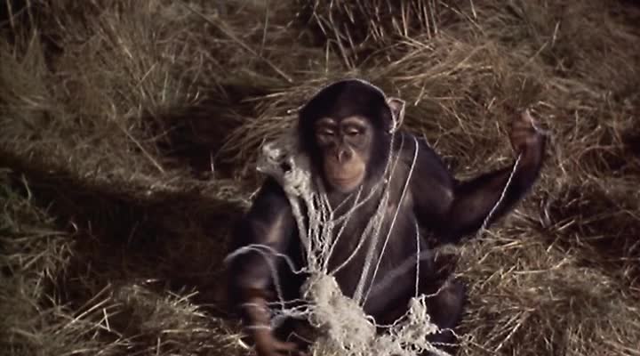 Go on, hang yourself! Hang on, same for you! - Tarzan and the Lost ...