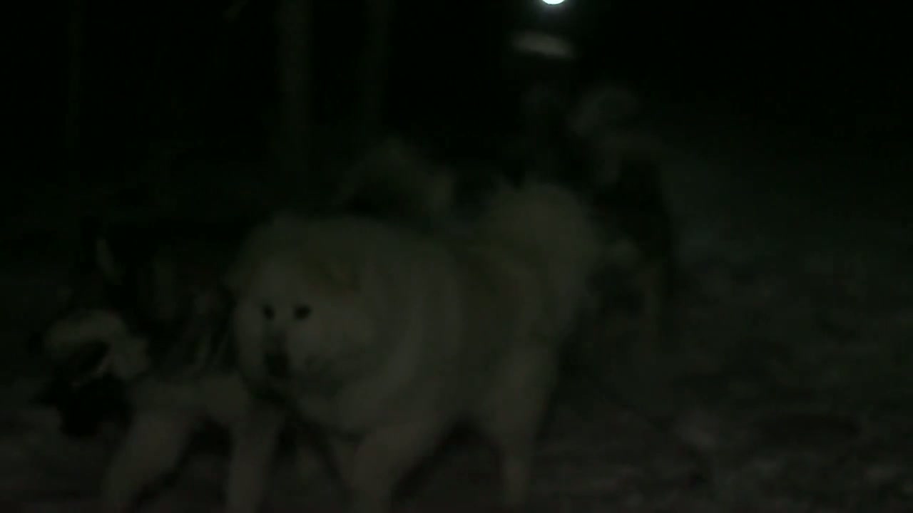 Good boys.Whoa. Whoa. - Life Below Zero: Next Generation | Clip.Cafe