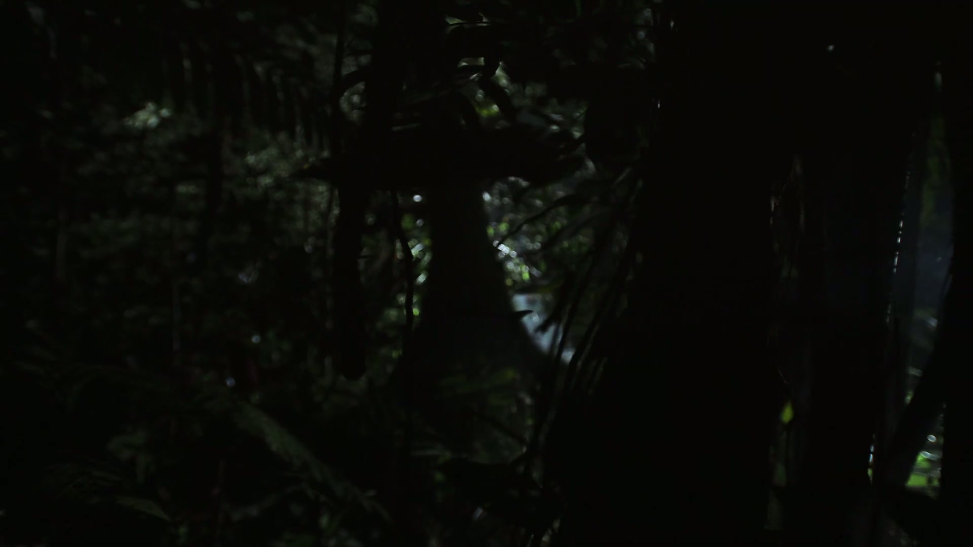"Here, danger lurks around every corner." - The Secret Lives of Animals ...
