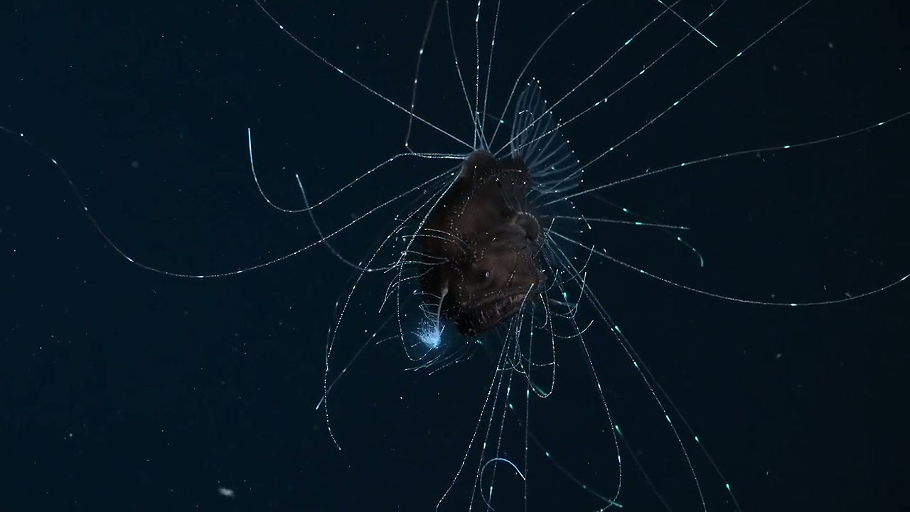 Here, in the deep midwater,predators play a patient game. - Our Planet ...