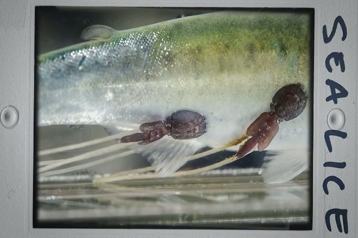 In very short time,we learned that the sea lice were killing the wild ...