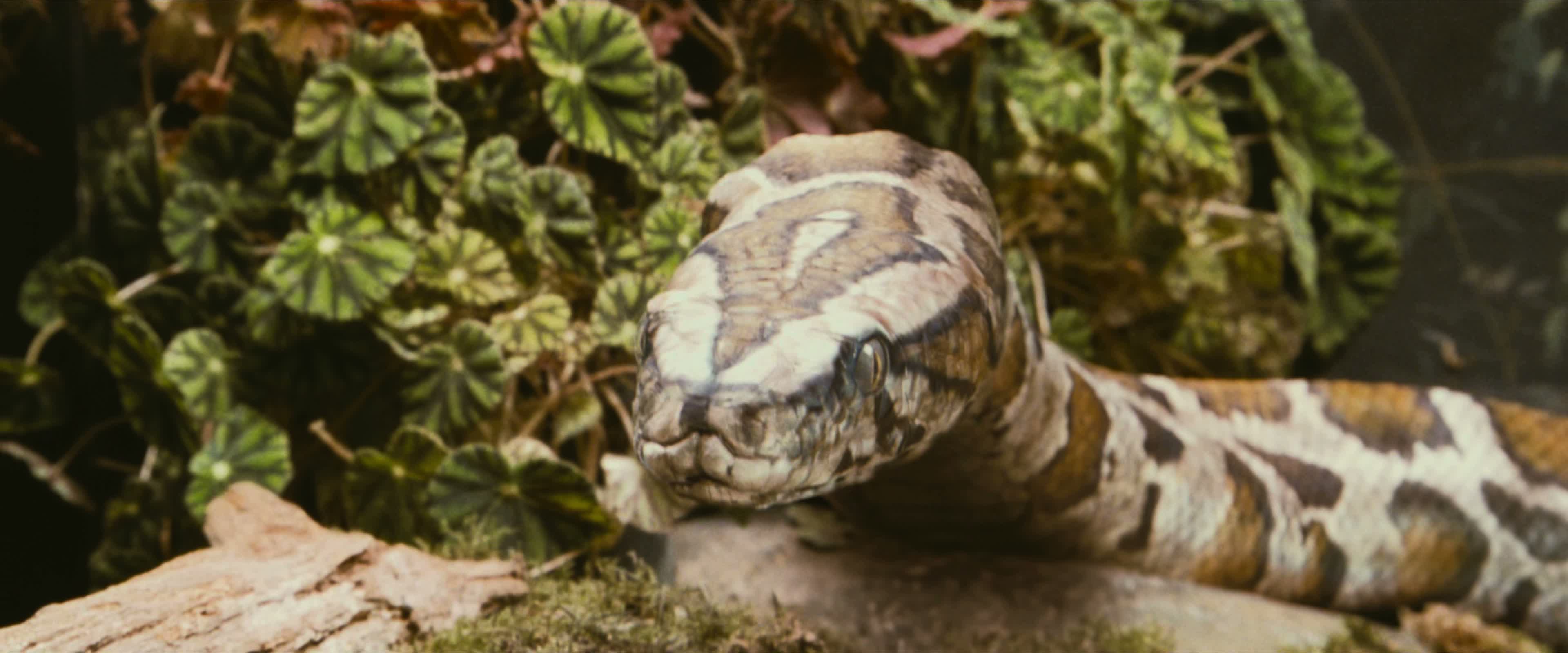 It's just, I've never talked to a snake before. - Harry Potter and the ...