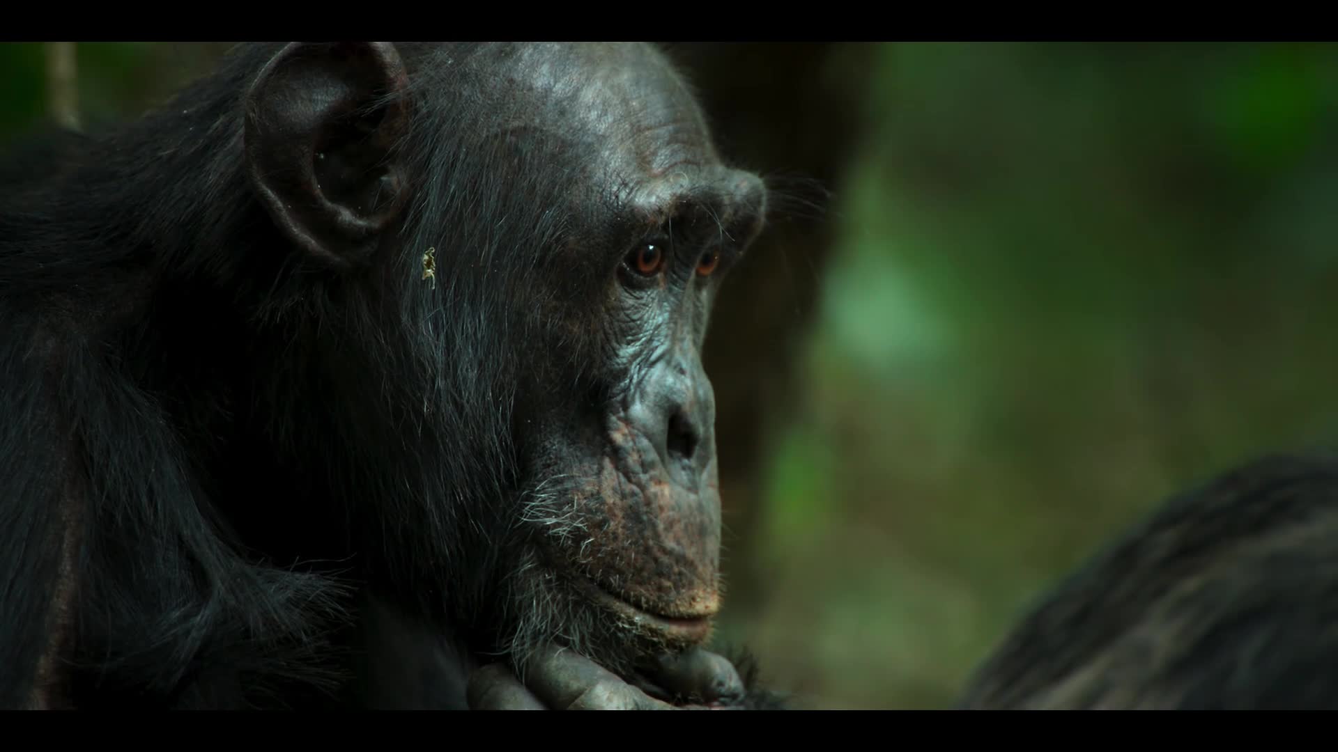 It's not knownwhat chimps understand about death... or whether they ...