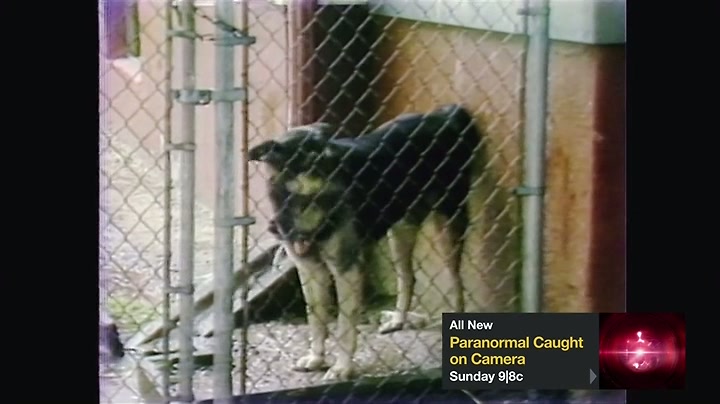"And even the family'sGerman shepherd has provided little comfort ...