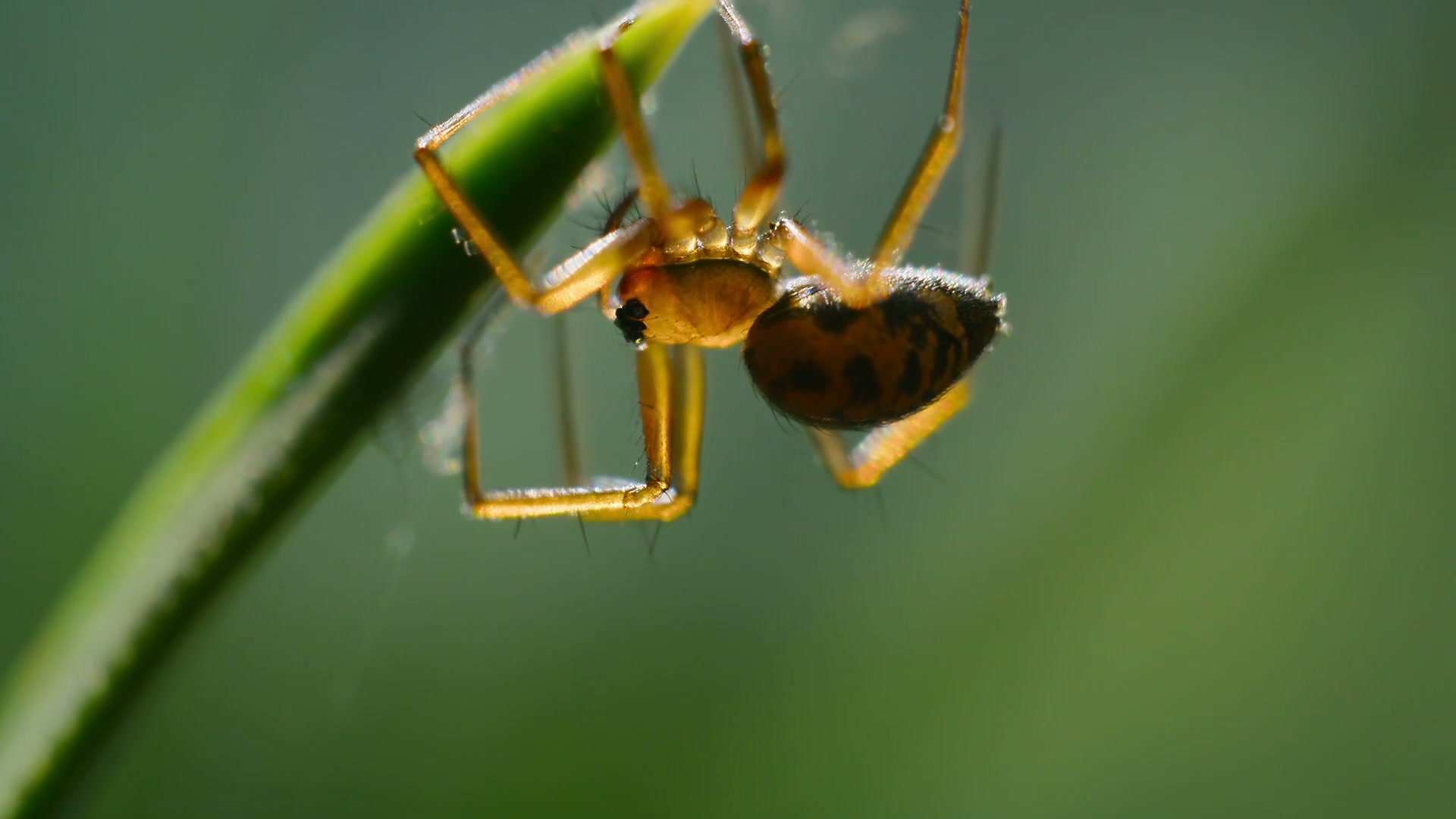 "Microscopic hairs on her legs detect subtle electrical changesin the ...