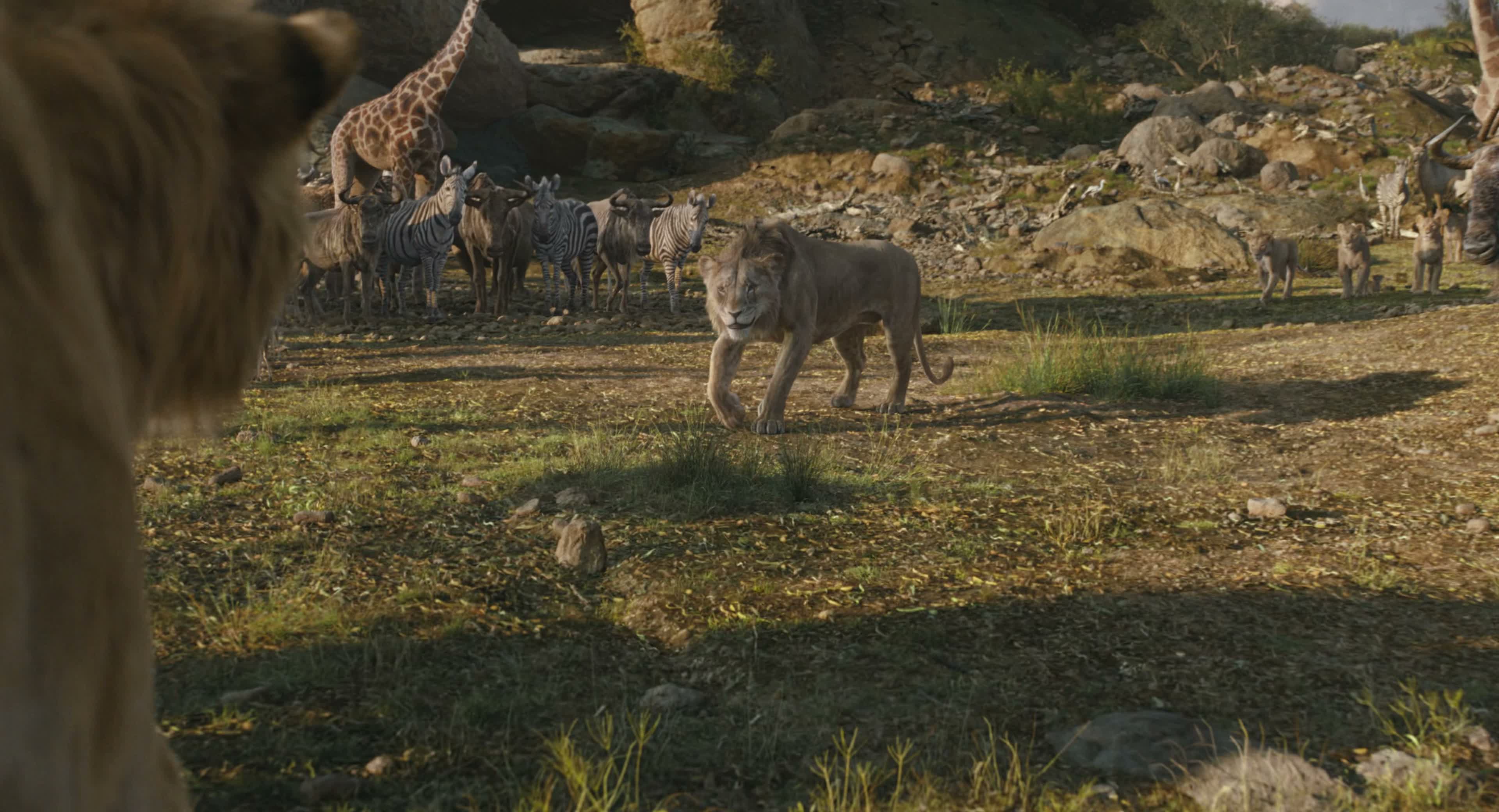 Mufasa, please forgive me. You must banish him, Sire. As long as I am ...