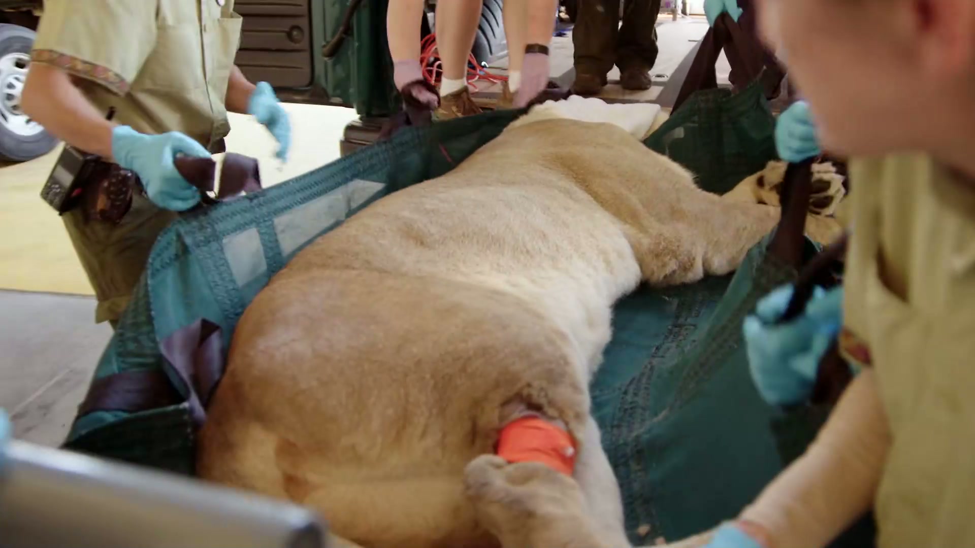 Backat Disney's Animal Kingdom Theme Park, Kinsey the lion arrivesat ...