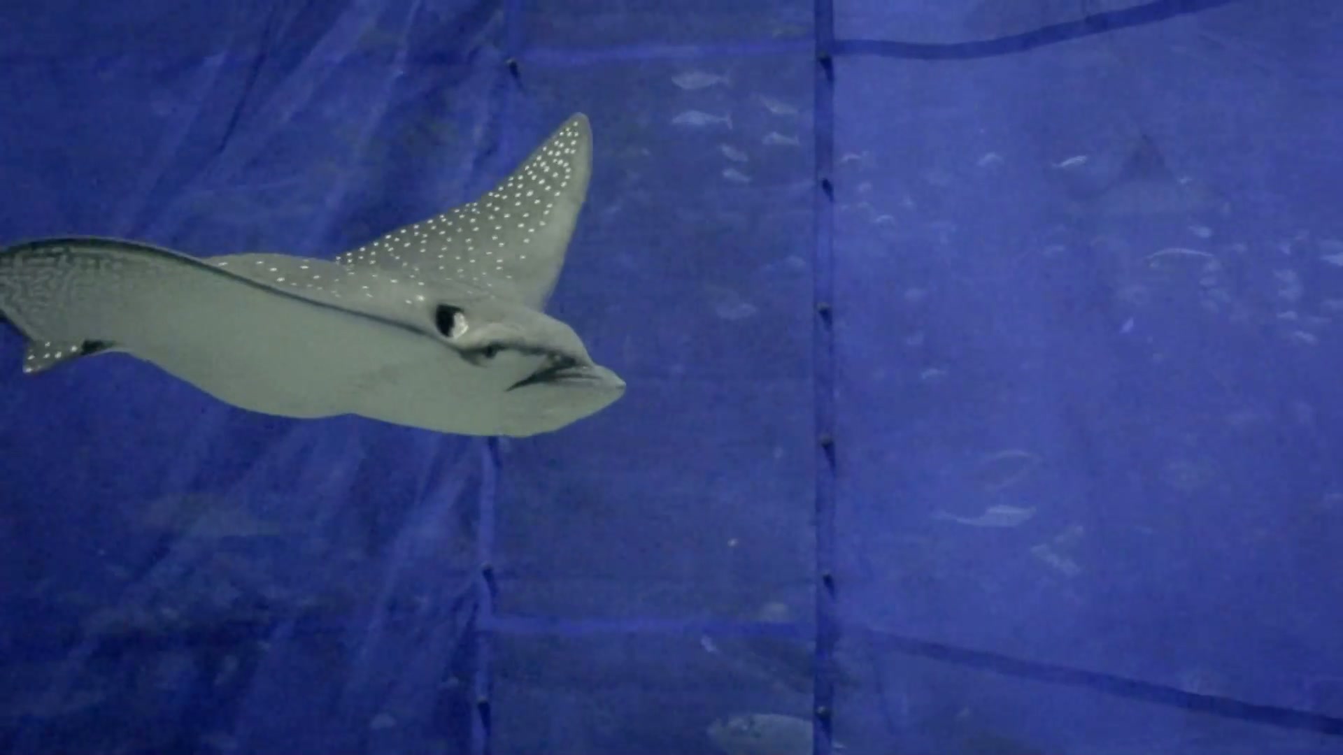 For weeks,pregnant eagle ray Darby has kept aquarists patiently ...