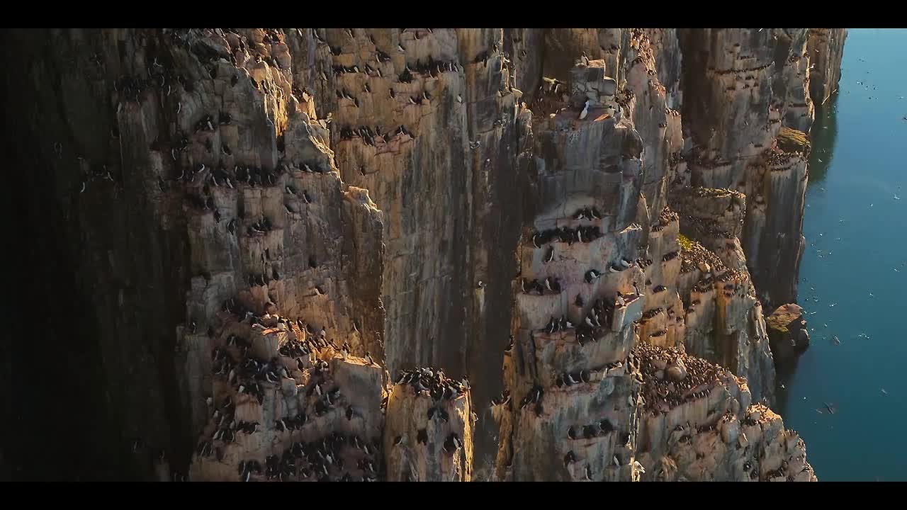 On the 500-foot cliffsabove their feeding grounds, this little seabird ...