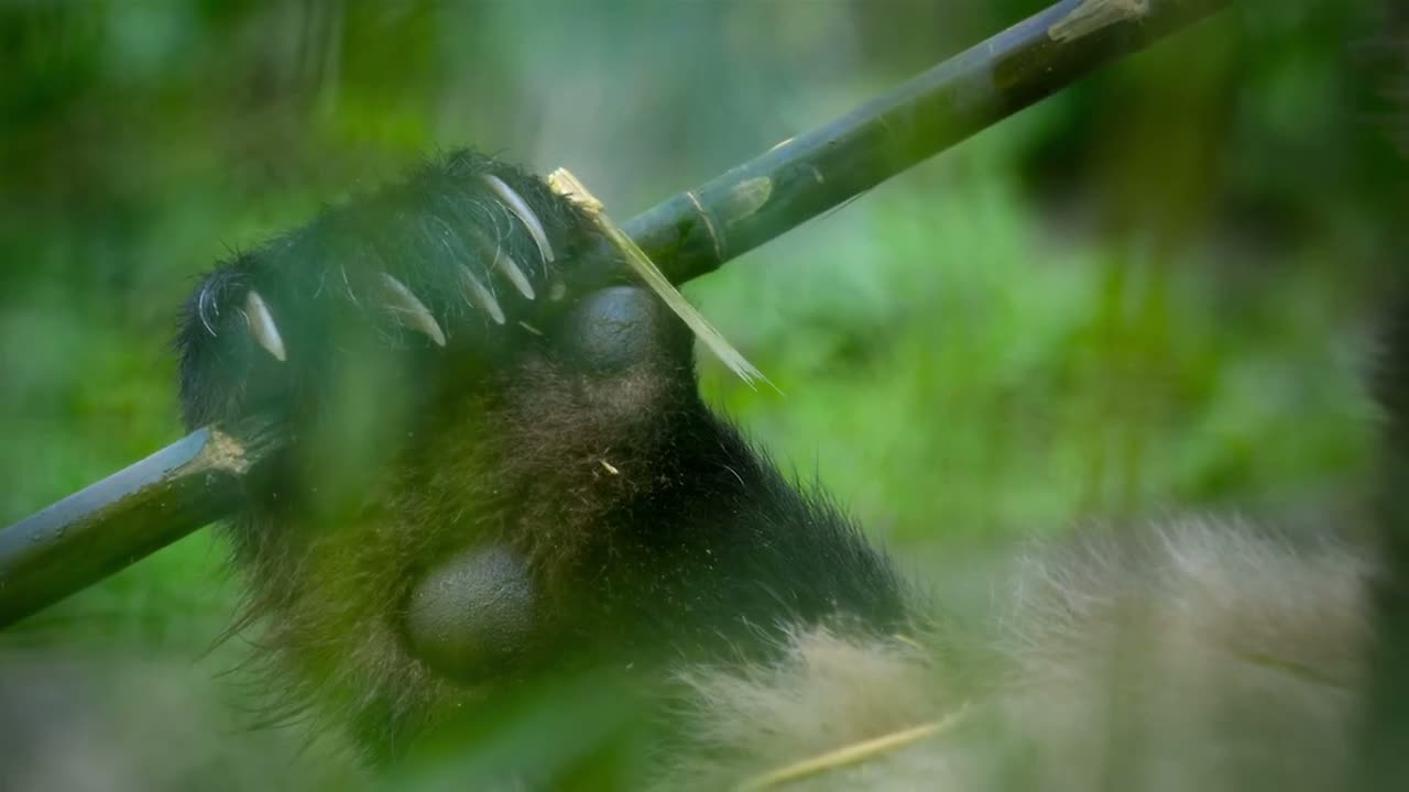 Pandas have evolved a uniquethumb-like lump on their wrist to better ...