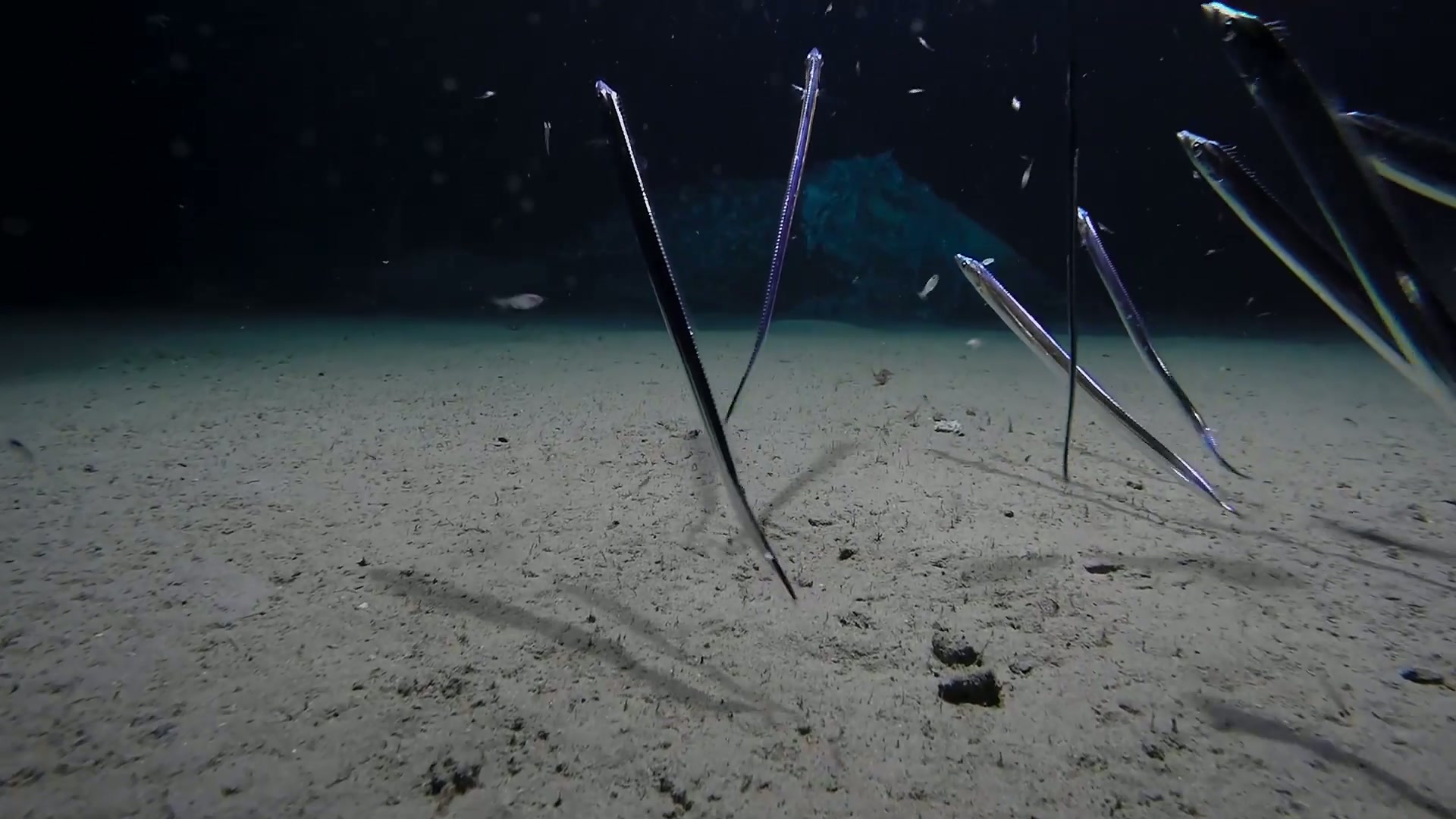 Scabbardfish, habituallyswimming upright, are picking them off one by ...
