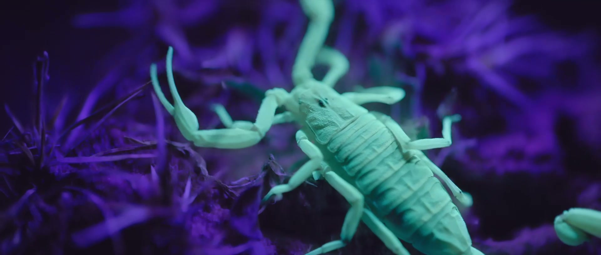 "Scorpions have barely changedin 400 million years." - Alien Worlds quote
