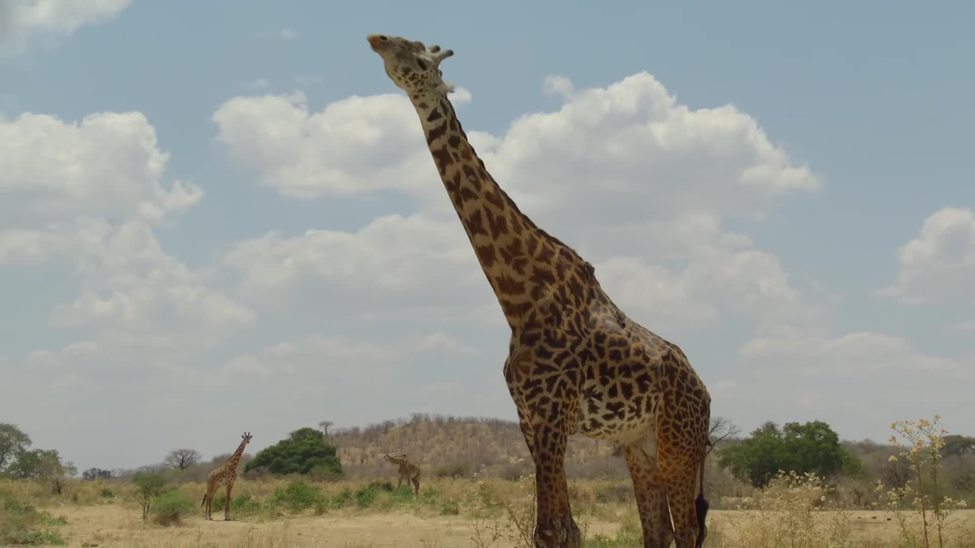 Standing 17 feet tall... giraffes can reach the plantsothers can't ...