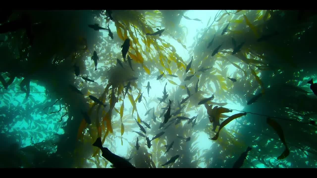 Supporting forests of giant kelp, some towering 180 feet above the ...