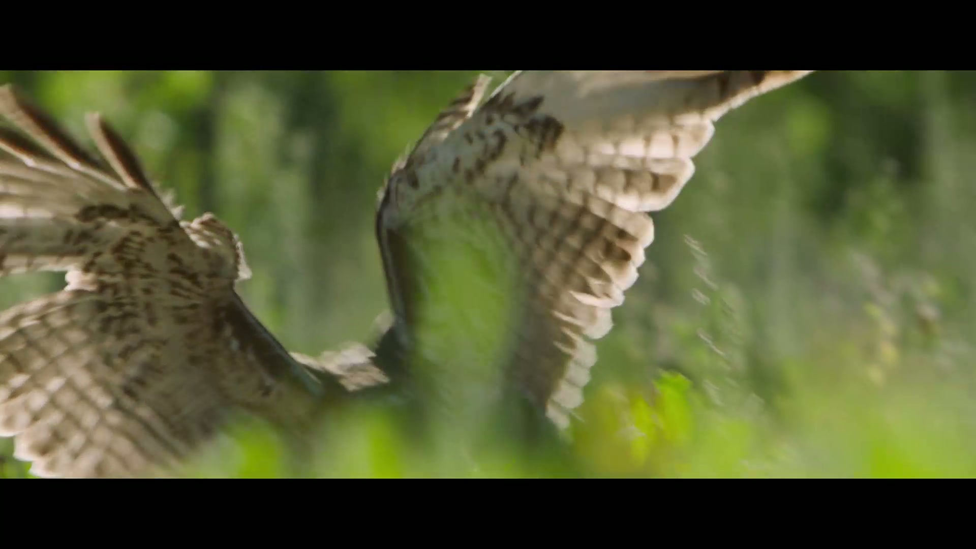 the barn owls, hawks, weasels,badgers, and gopher snakes did. - The ...