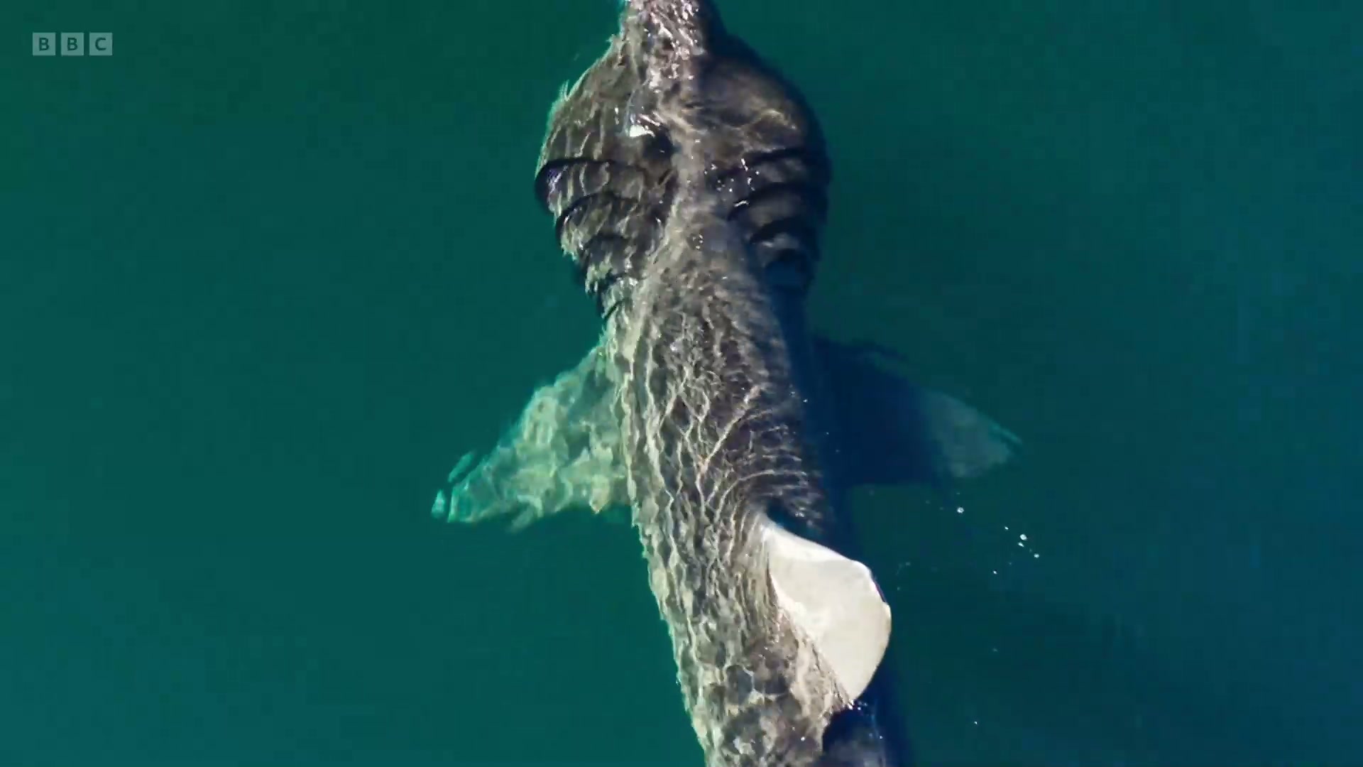 "The largest fish in our waters isas long as a double-decker bus ...