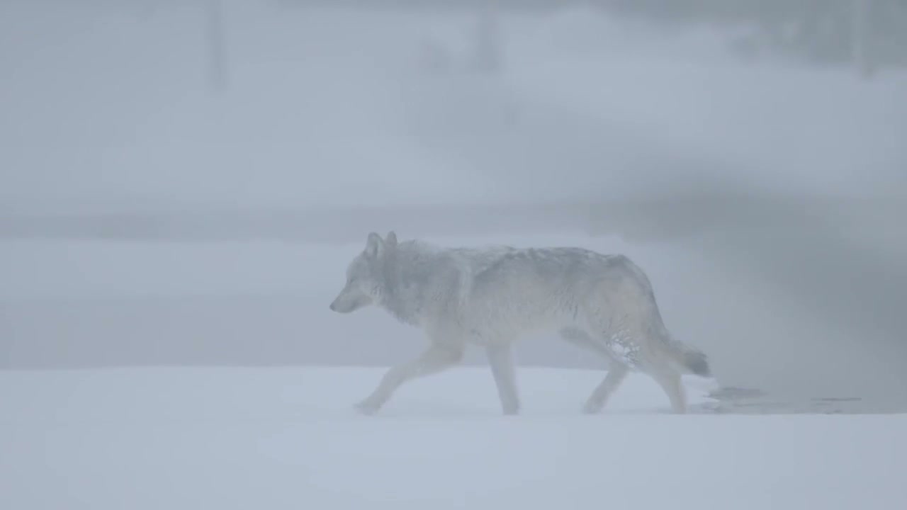 The largest pack of wolvesin yellowstone... - Epic Yellowstone | Clip.Cafe
