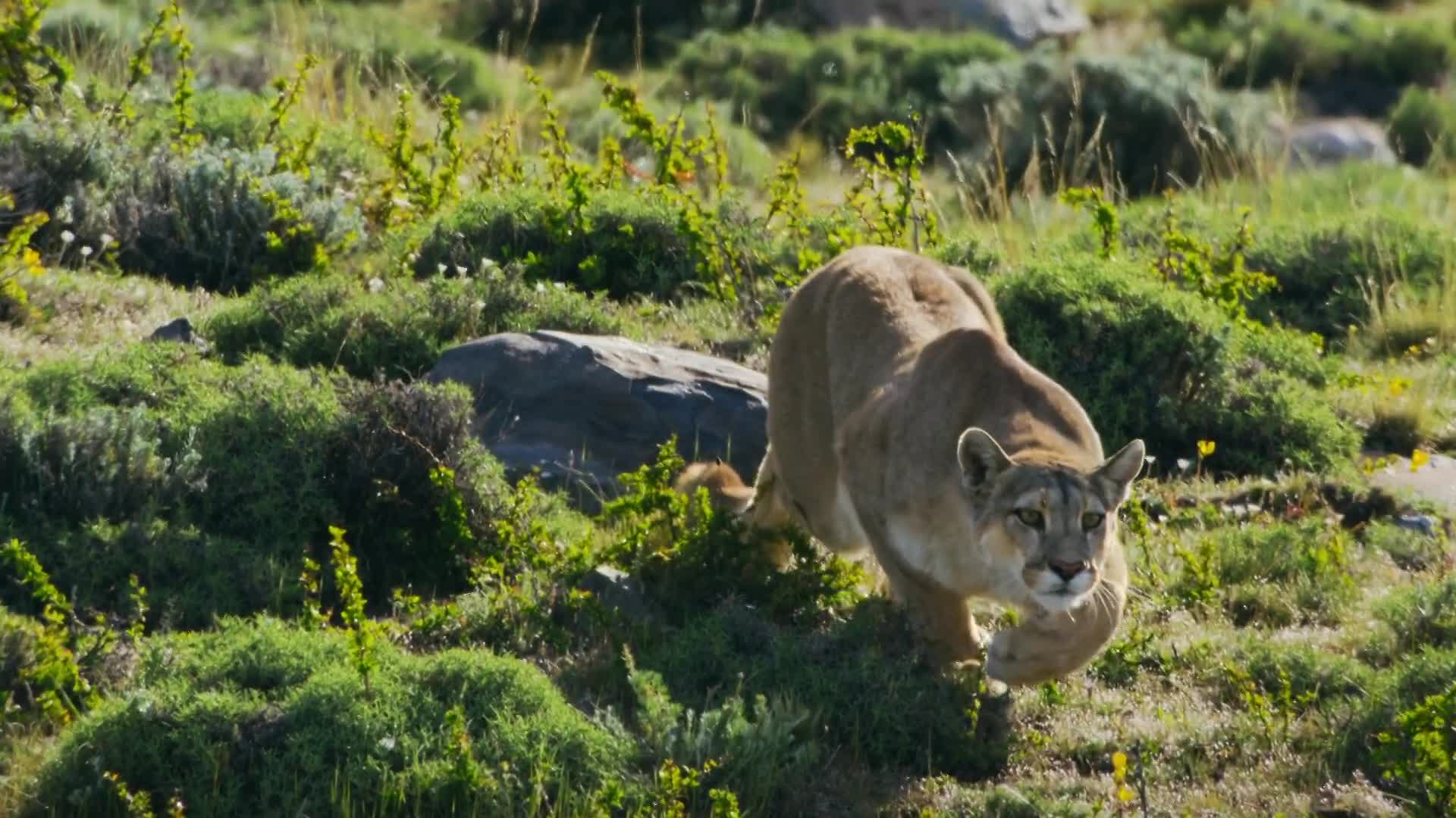 "As she corners a lone guanaco... ...Rupestre's predator instincttells ...