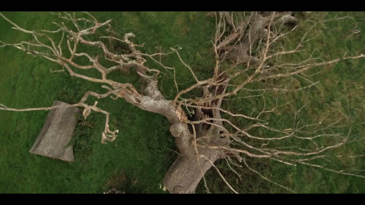 "There is a legacy to processing a 200 year old oak tree that has to ...