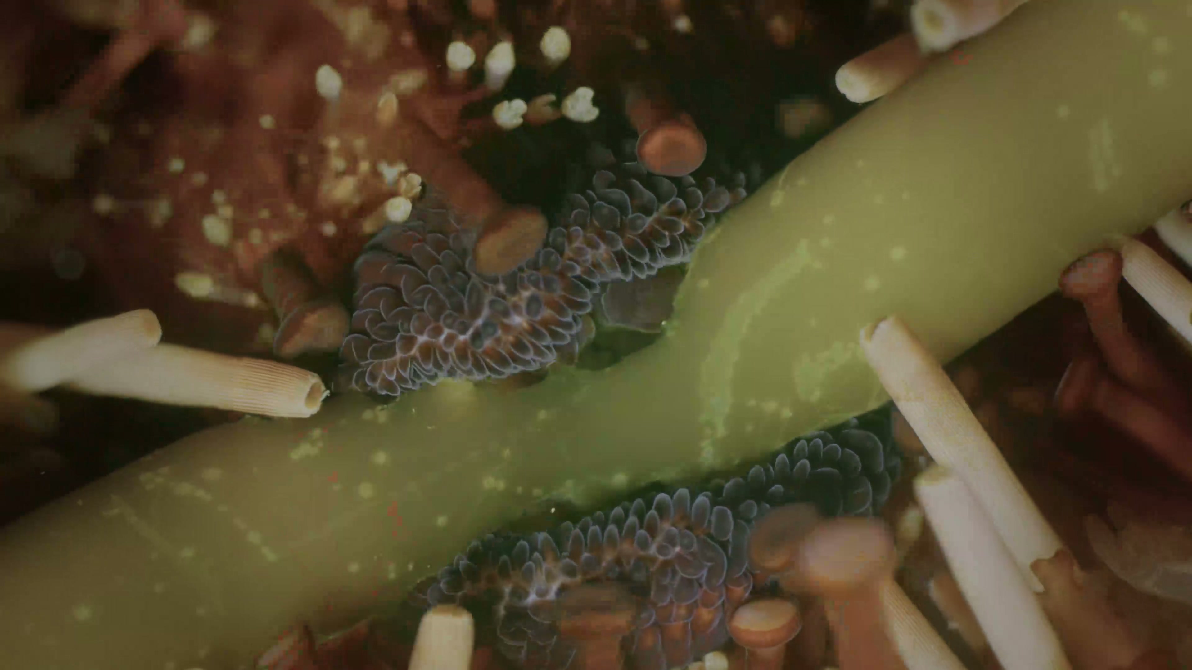 They much through the rootswith razor-sharp teeth. - Oceans: Our Blue ...