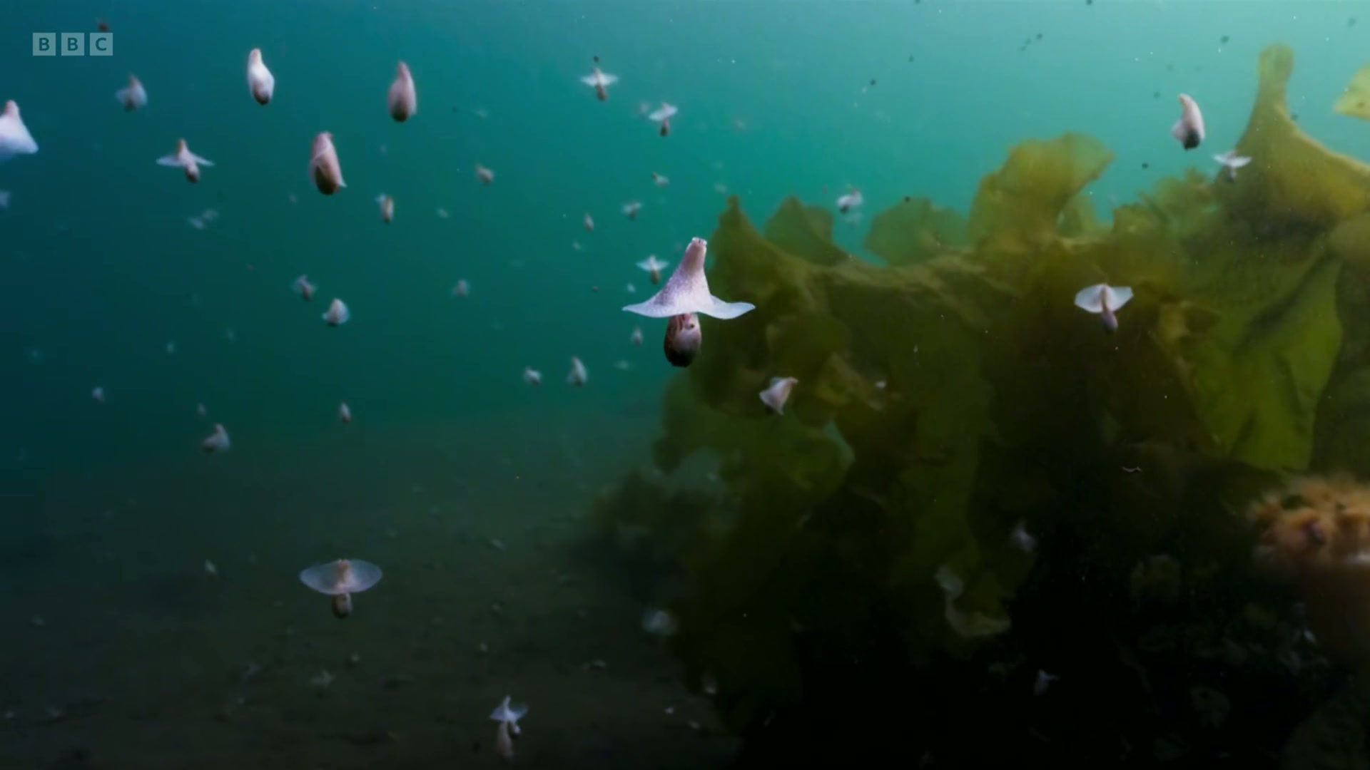 "This extraordinary mass migrationhas never been filmed before." - Wild ...