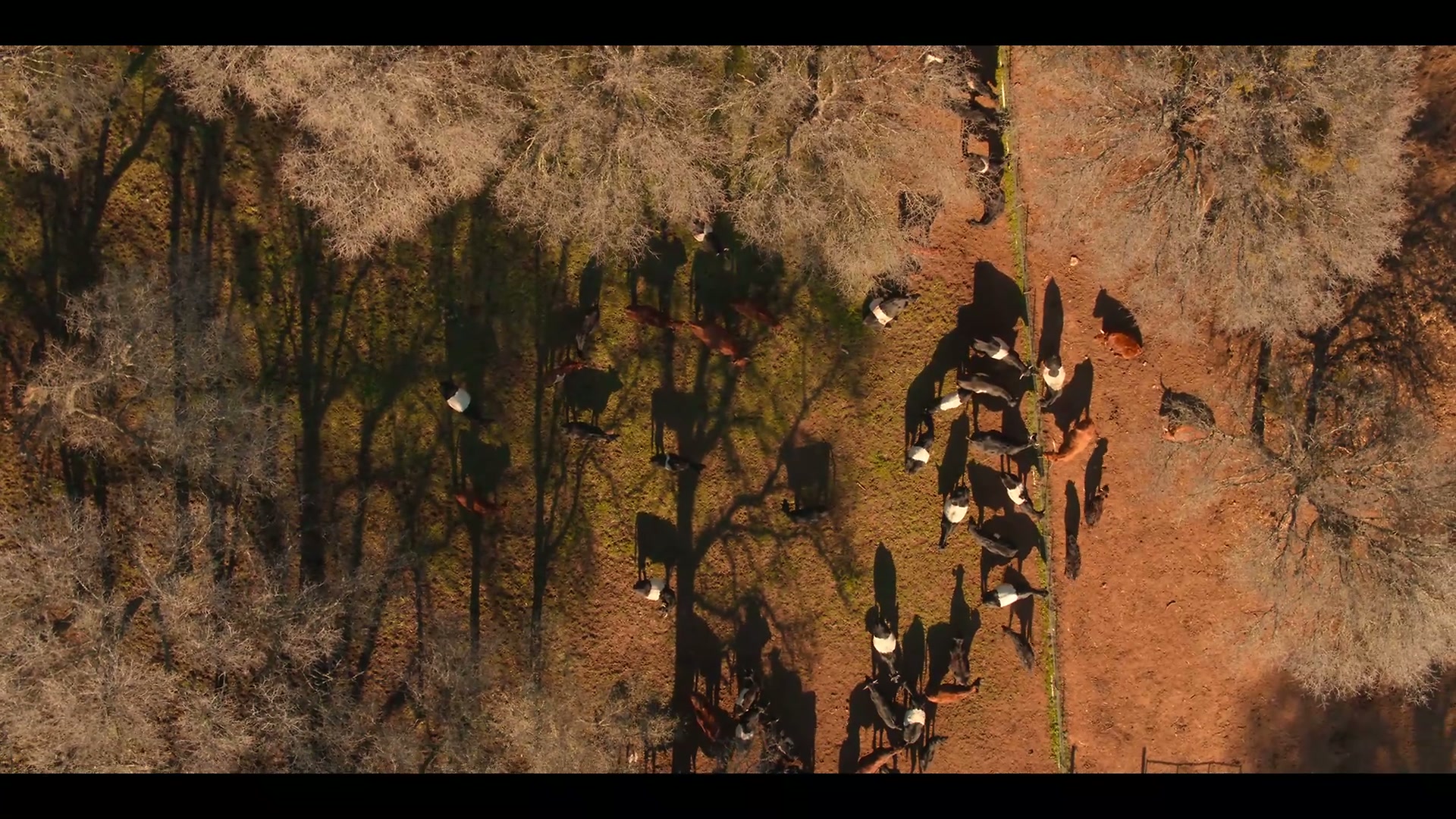"We were able to studyone and a half million cows to look at how the ...