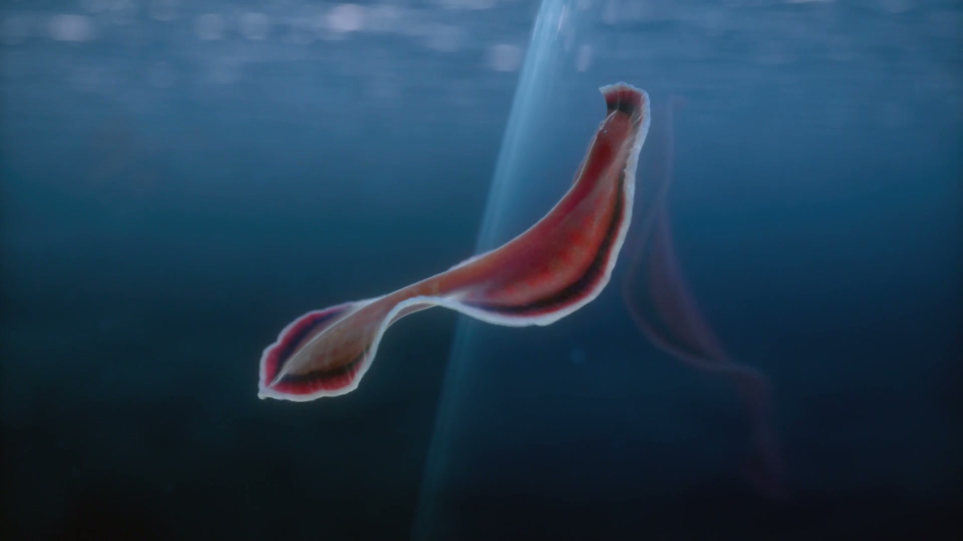 "We think they'renature's first animalsto have a front, a back and a ...