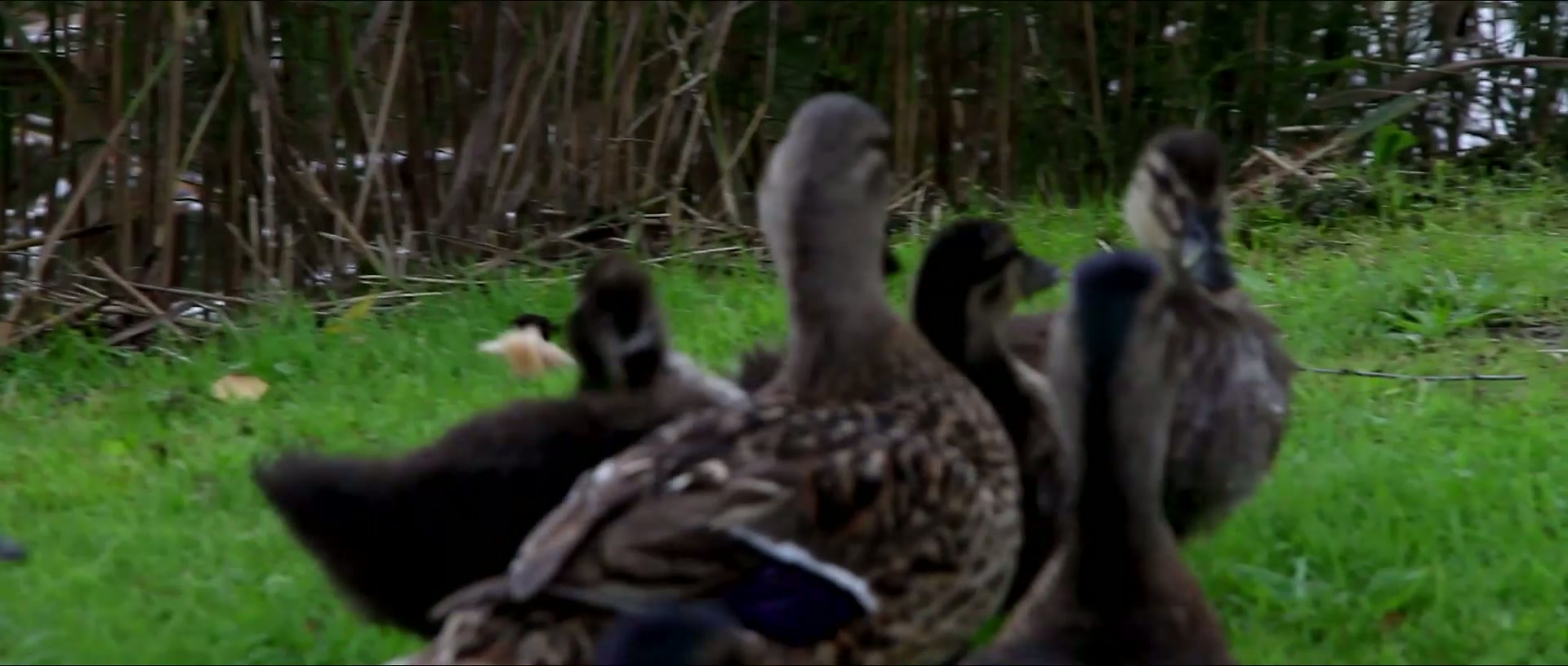 - You know?- ( ducks quacking ) - Quack.- ( quacking ) When it came ...