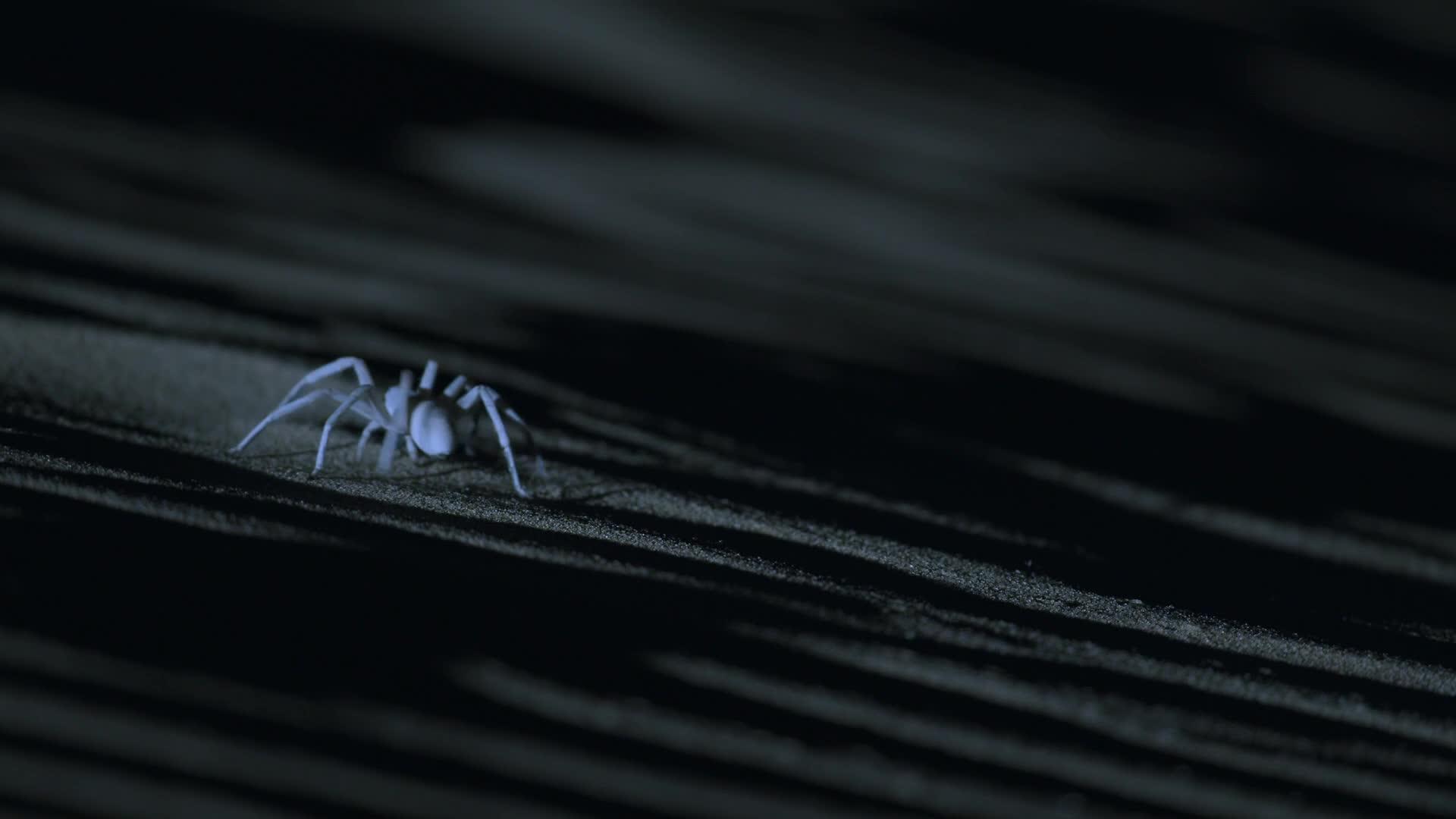 A white lady spider. A gecko-hunter... with a deadly venomous bite ...