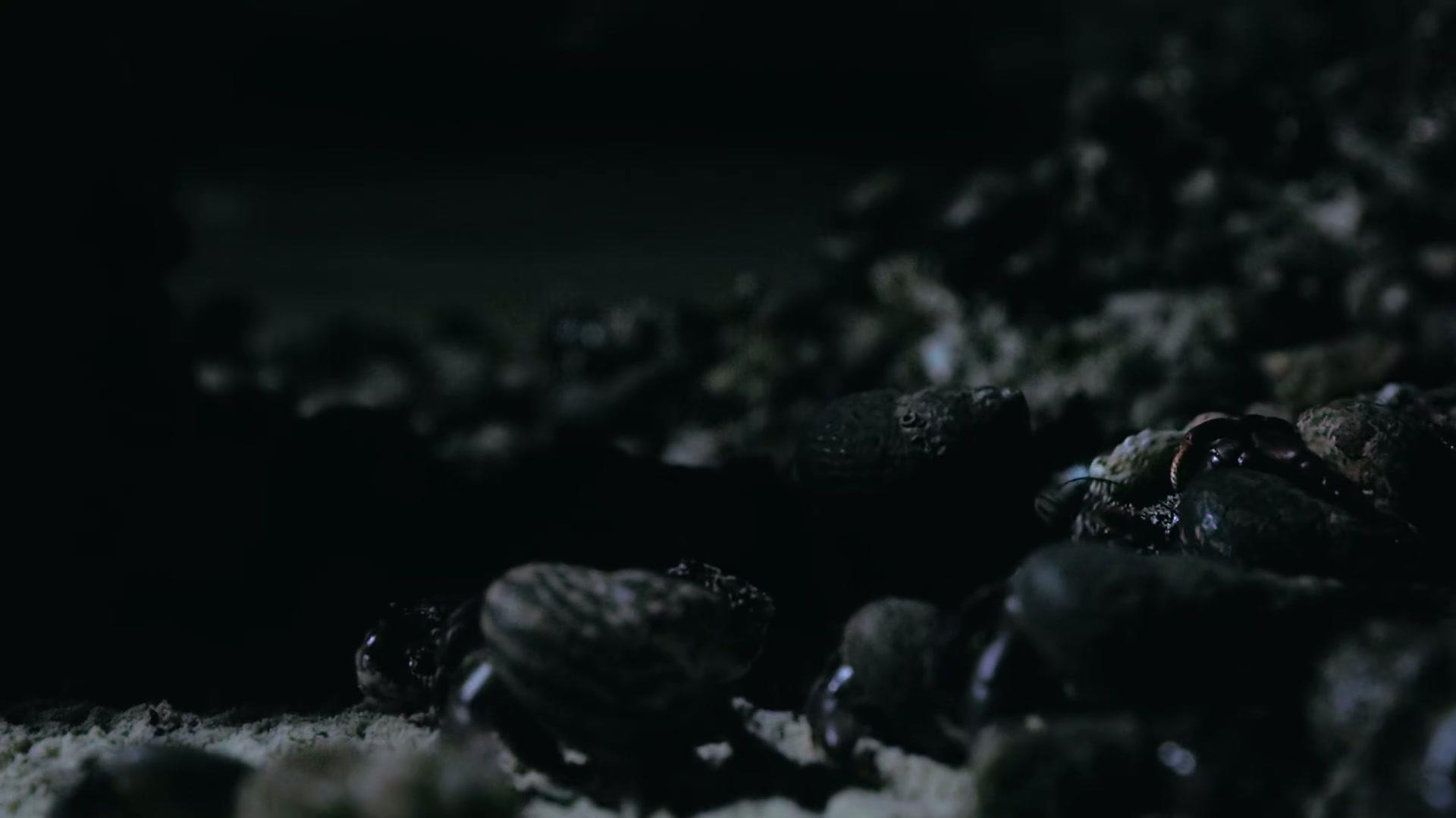 "All female, all carrying eggs." - Tiny World quote