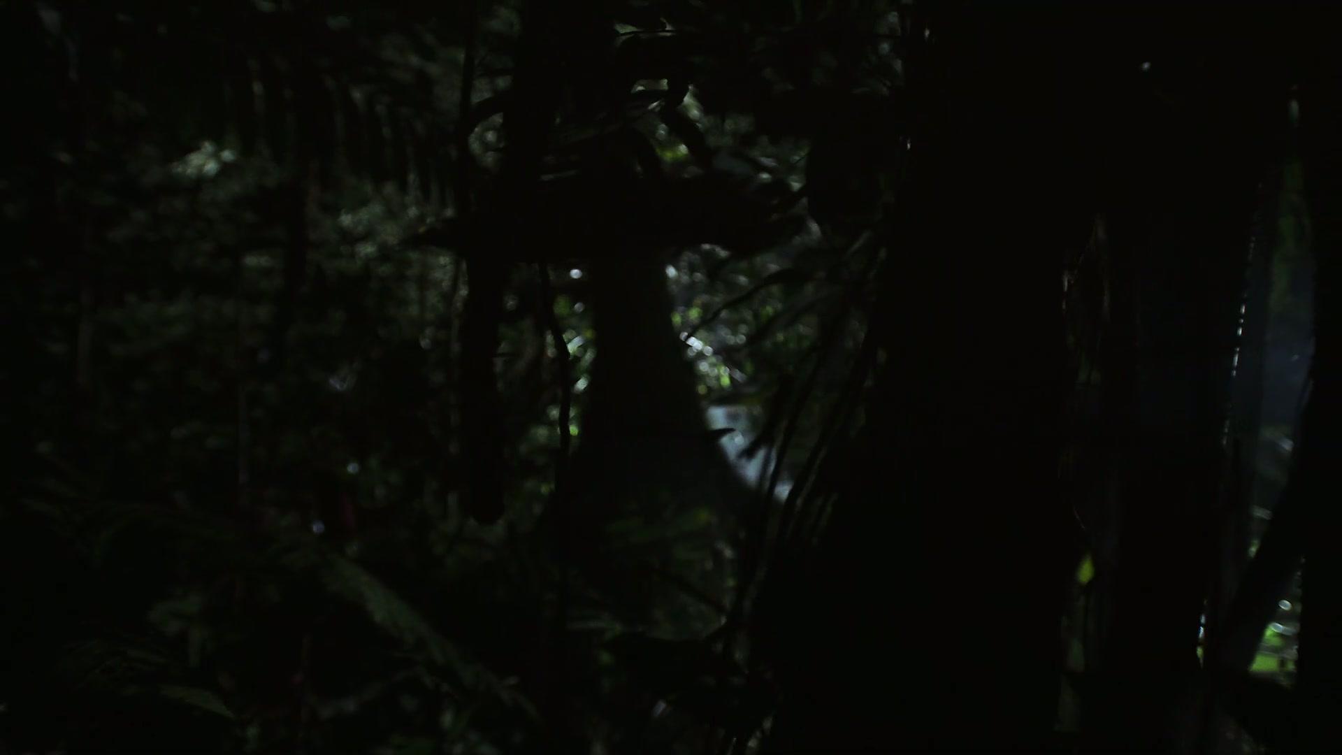 Here, danger lurks around every corner. - The Secret Lives of Animals ...