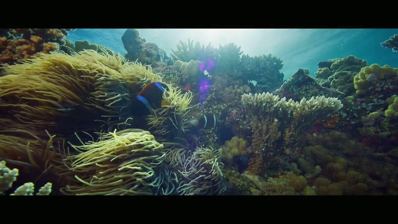 It is the world's largestcoral reef ecosystem, home to thousandsof ...