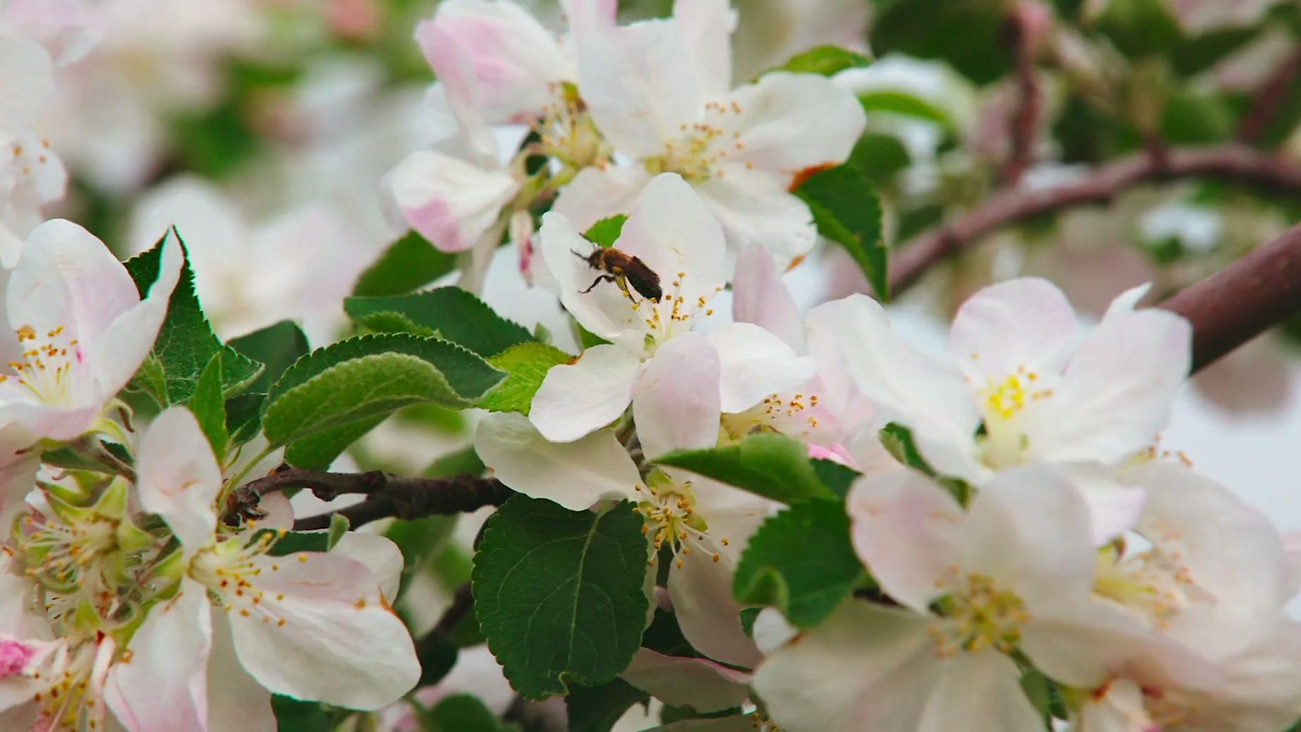On a typical apple bud,when it comes open, there's usually five to ...