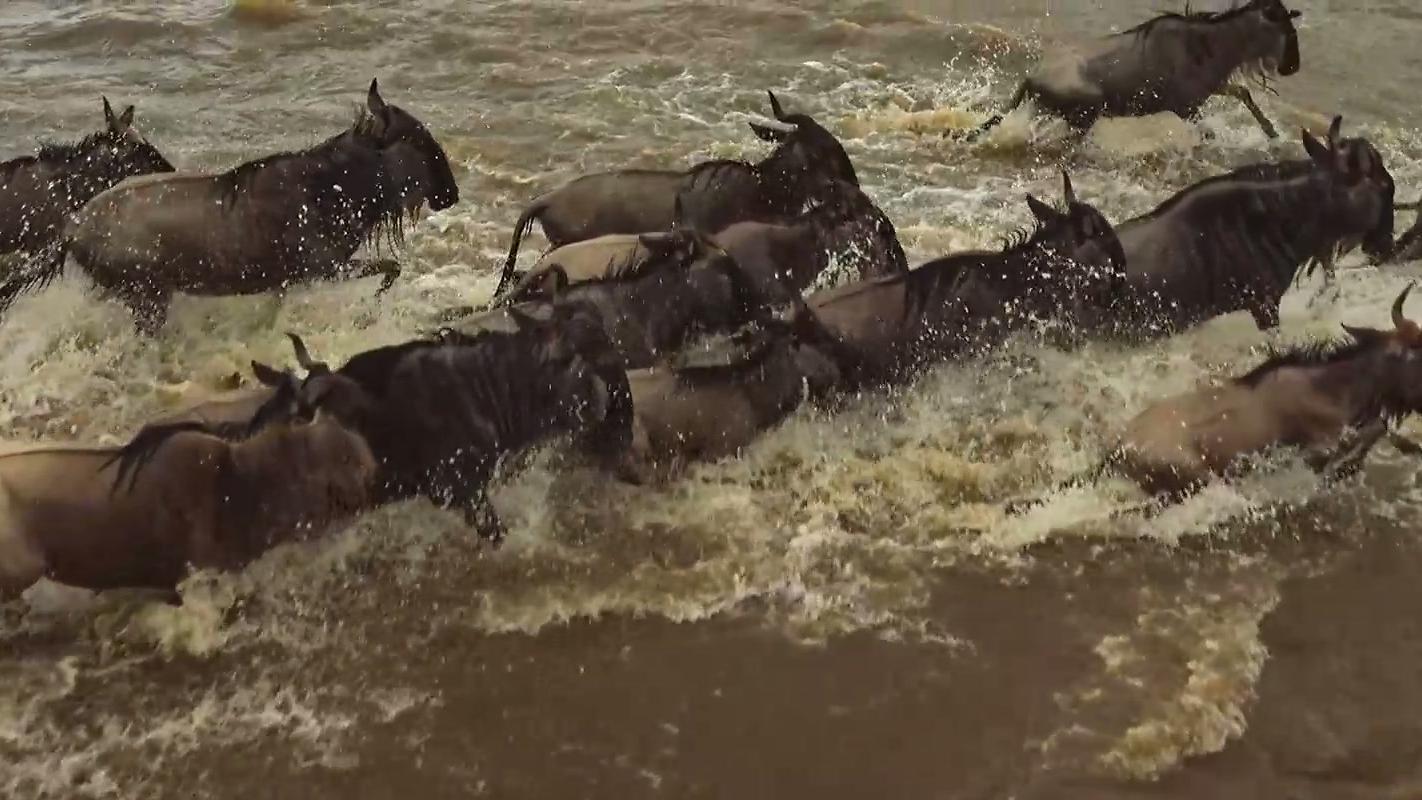 "One and a halfmillion wildebeest make this journey each year. And here ...