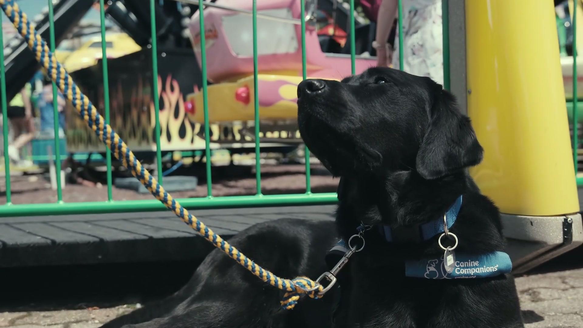 Peabody is a very, very stable boy. - Inside the Mind of a Dog | Clip.Cafe