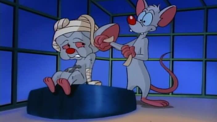 Come, Pinky, we must prepare for tomorrow night. Why? What are we going ...