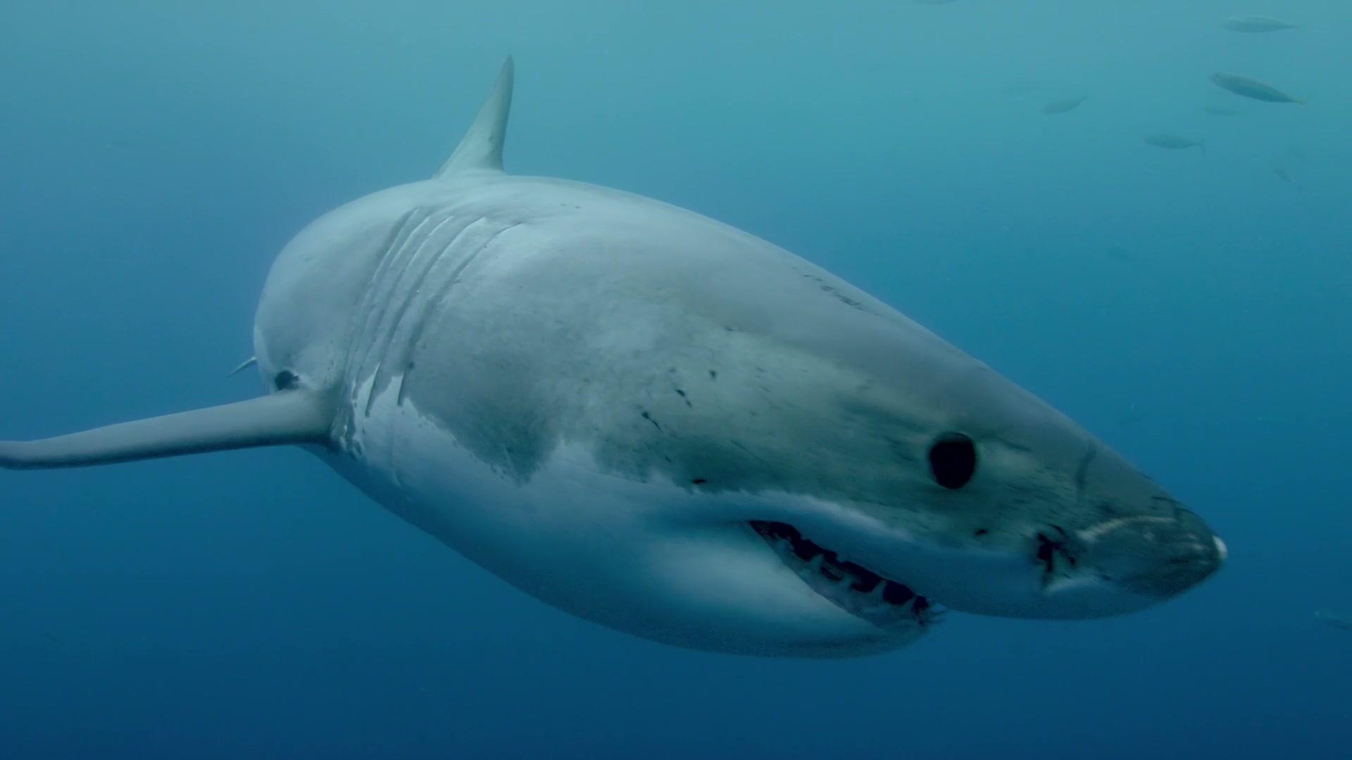The film, Sharkwater, brought the plight of sharks forshark fin soup ...