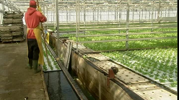 THE LETTUCESGO INTO THE PRODUCTION ZONE, THE LAST MOVE BEFORE ...