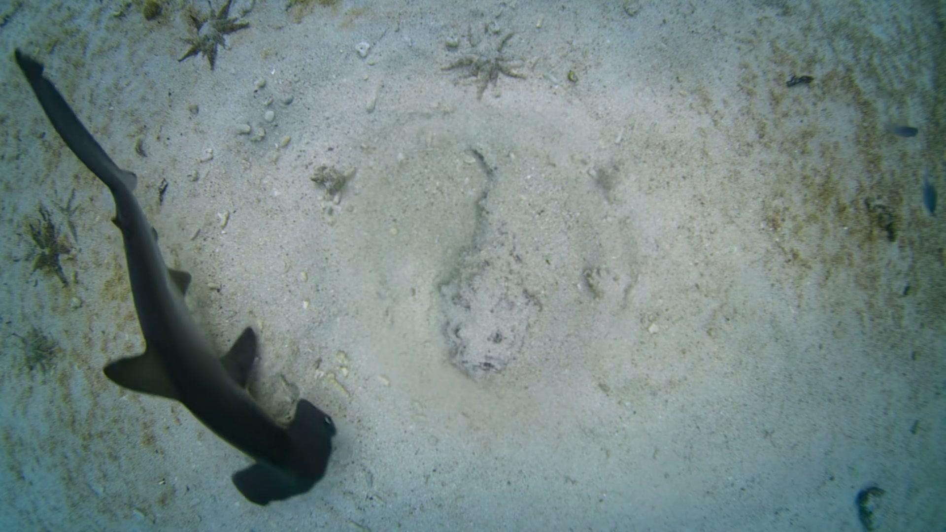 The stonefish is almost impossibleto spot, - Super/Natural | Clip.Cafe