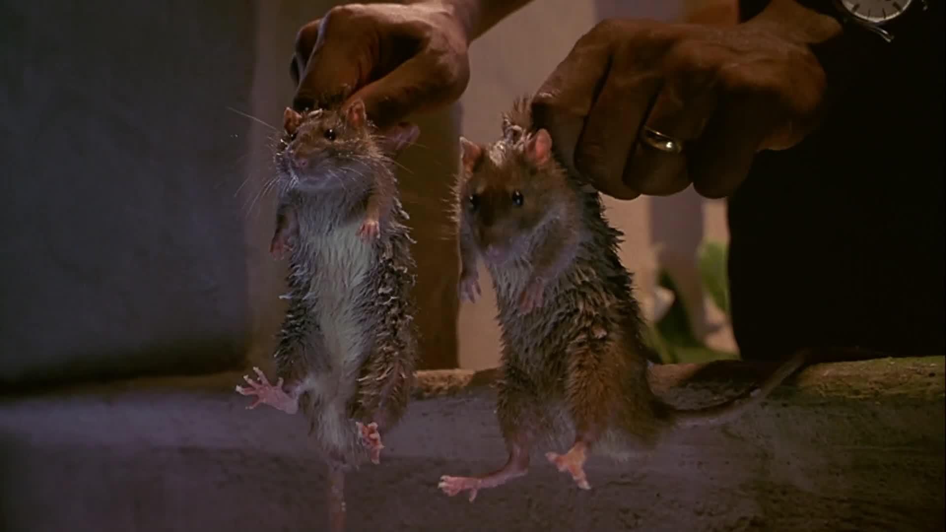 Hey! you know what rats spell backwards? Star! Oh, Really is that right ...