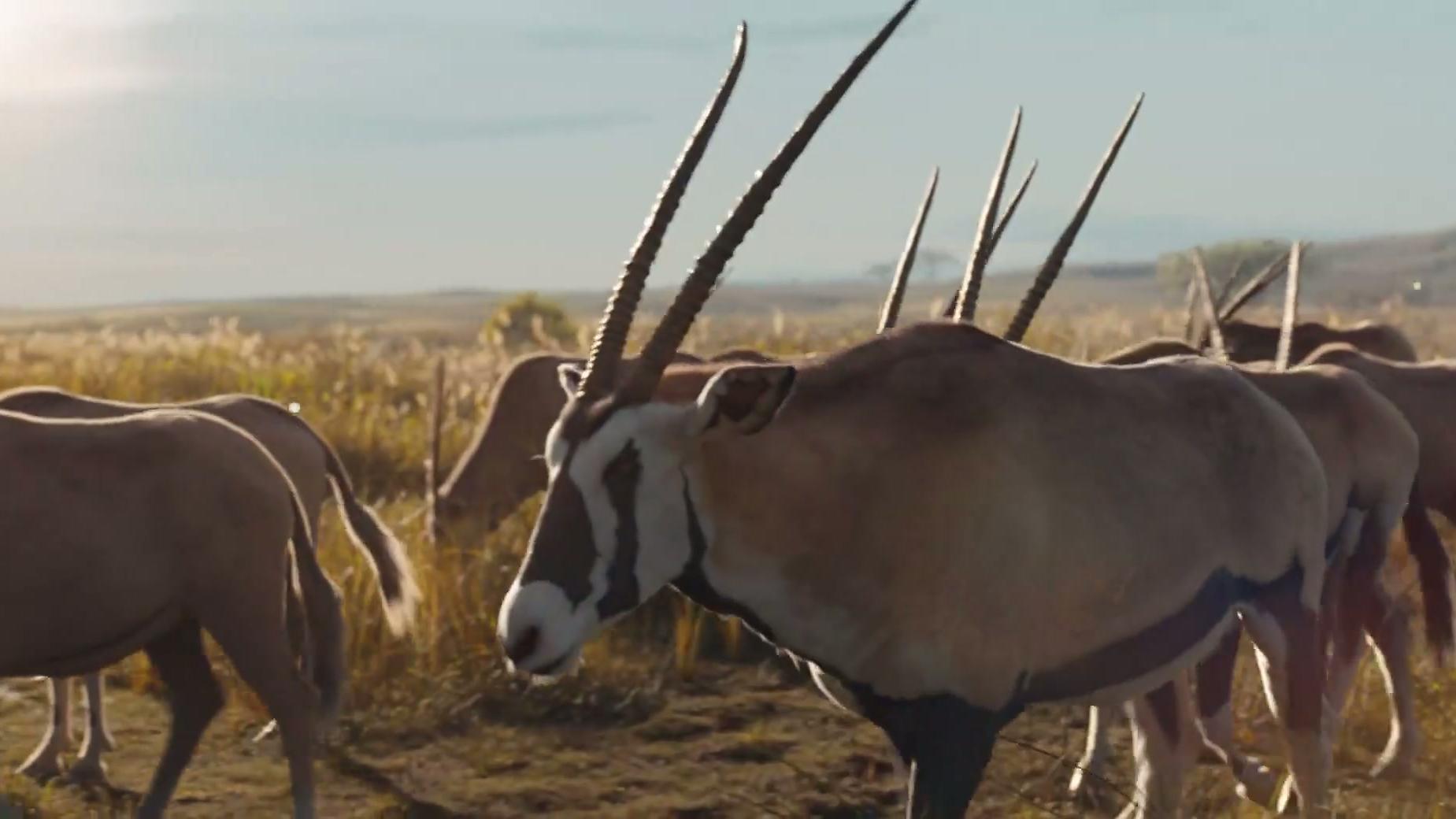When the windhits their horns, it moves up instead of across.So ...